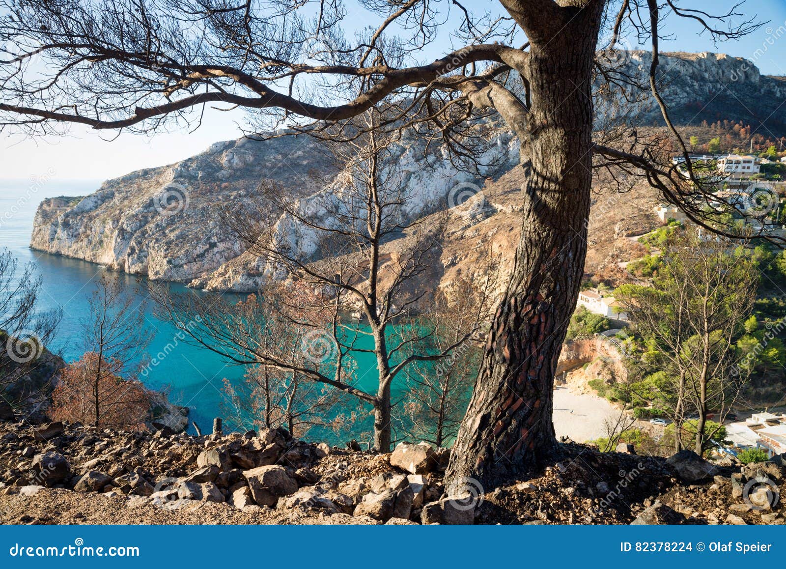 Forest fire aftermath stock photo. Image of trees, environment - 82378224