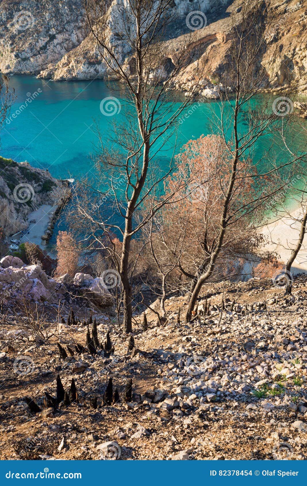 Forest fire aftermath stock photo. Image of devastation - 82378454