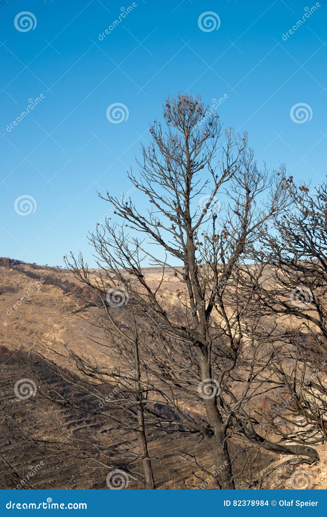 Forest fire aftermath stock photo. Image of hazard, nature - 82378984