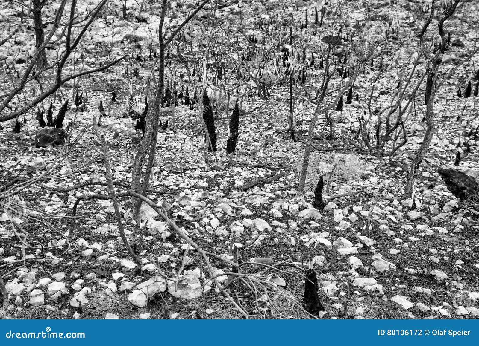 Forest fire aftermath stock photo. Image of environment - 80106172