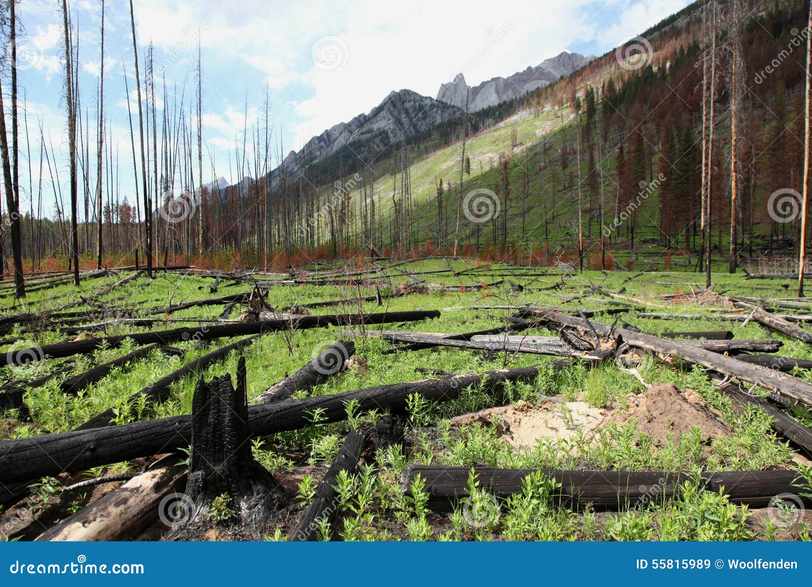 Forest Fire Aftermath stock image. Image of charred, fire - 55815989