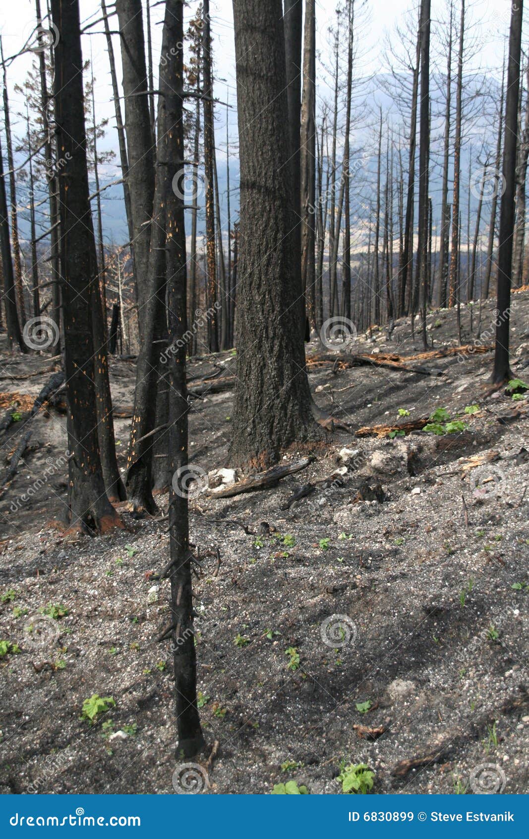 Forest Fire Aftermath - Snags of Spruce Stock Image - Image of burn ...