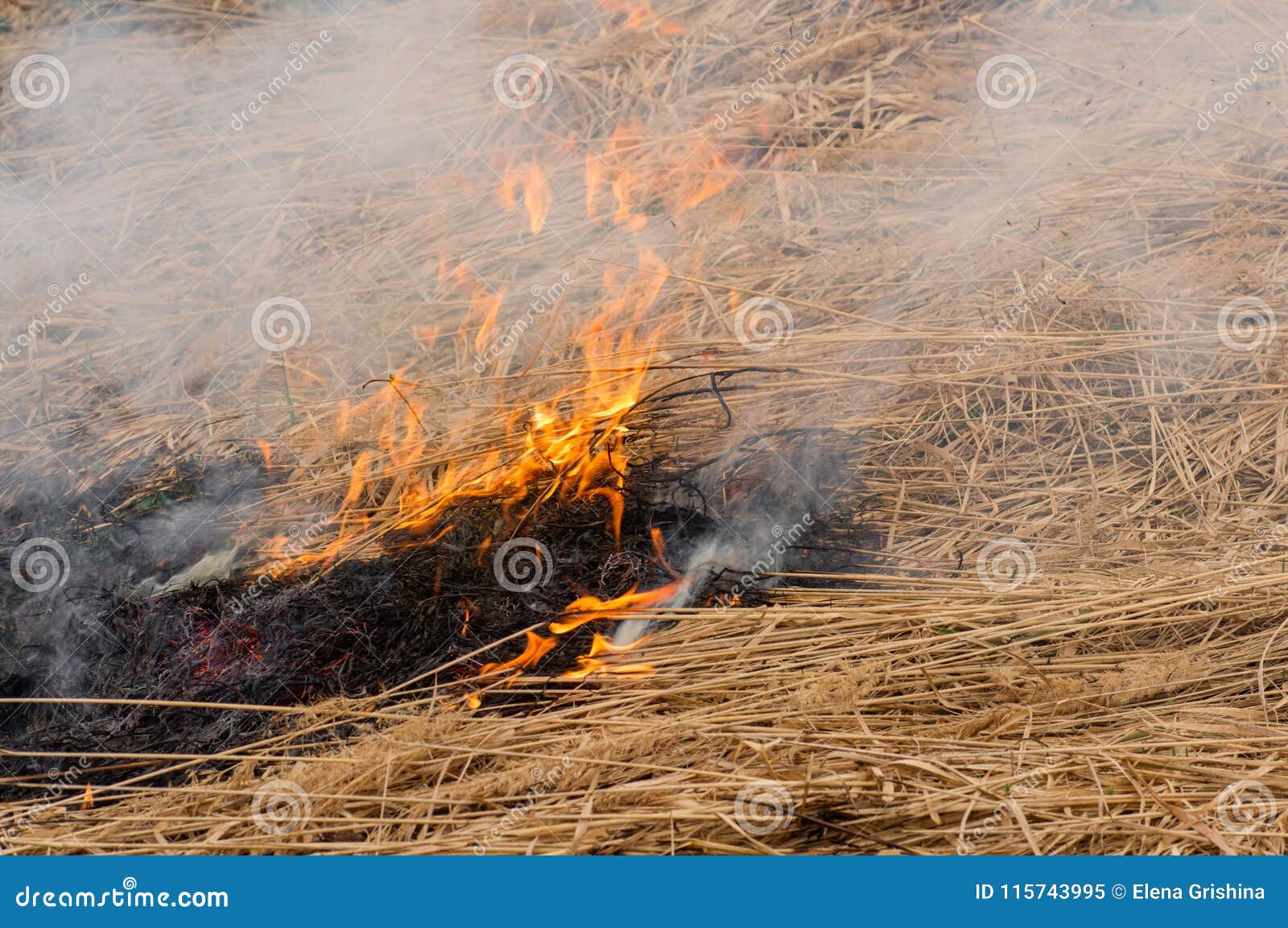 The Burning of Dry Grass. an Arid Summer. Smog Stock Image - Image of ...
