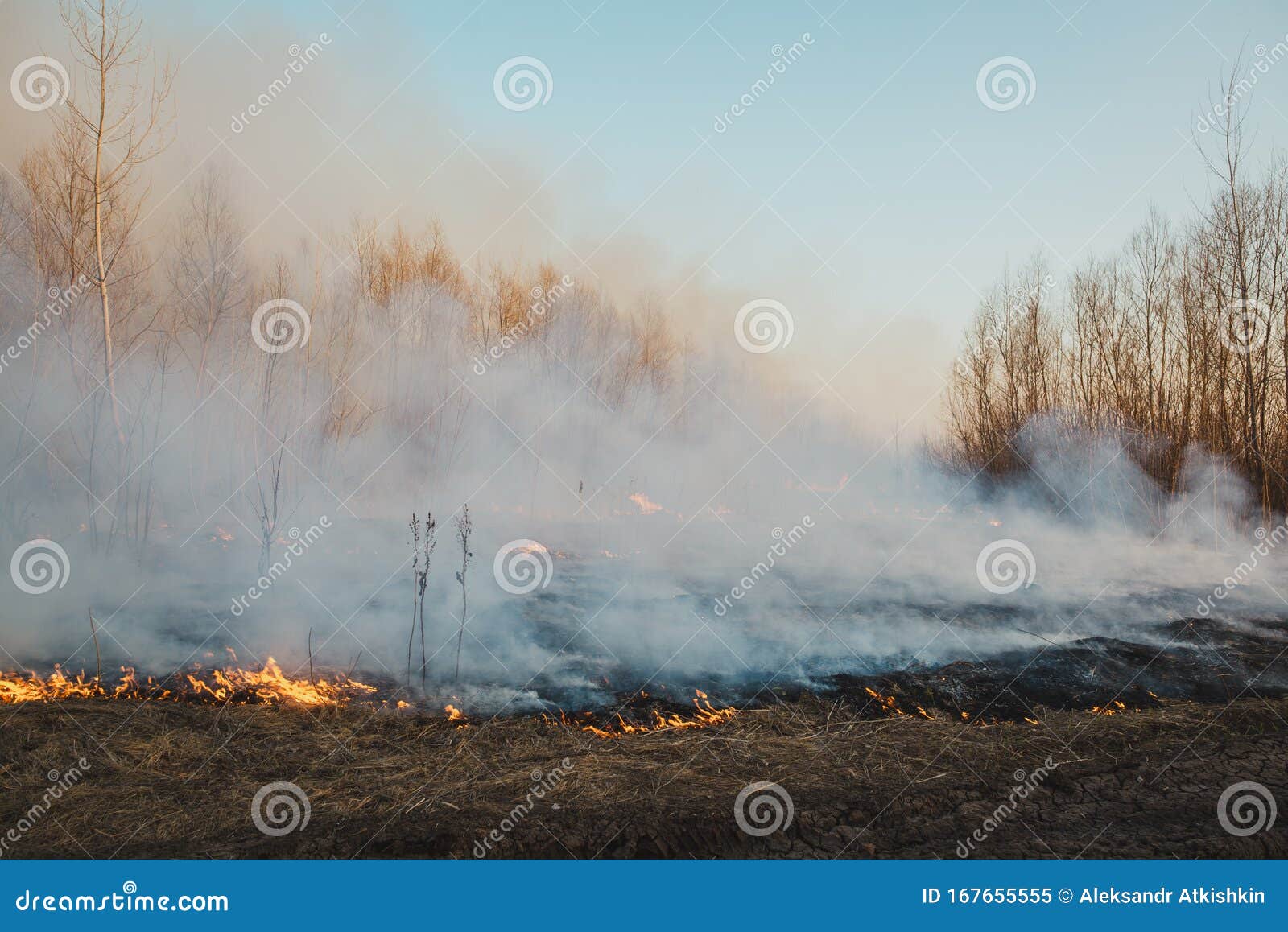 Forest fire ashes stock image. Image of bole, burn, trunk - 167655555