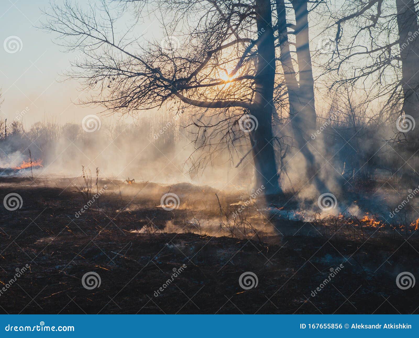 Forest fire ashes stock photo. Image of ashe, grass - 167655856