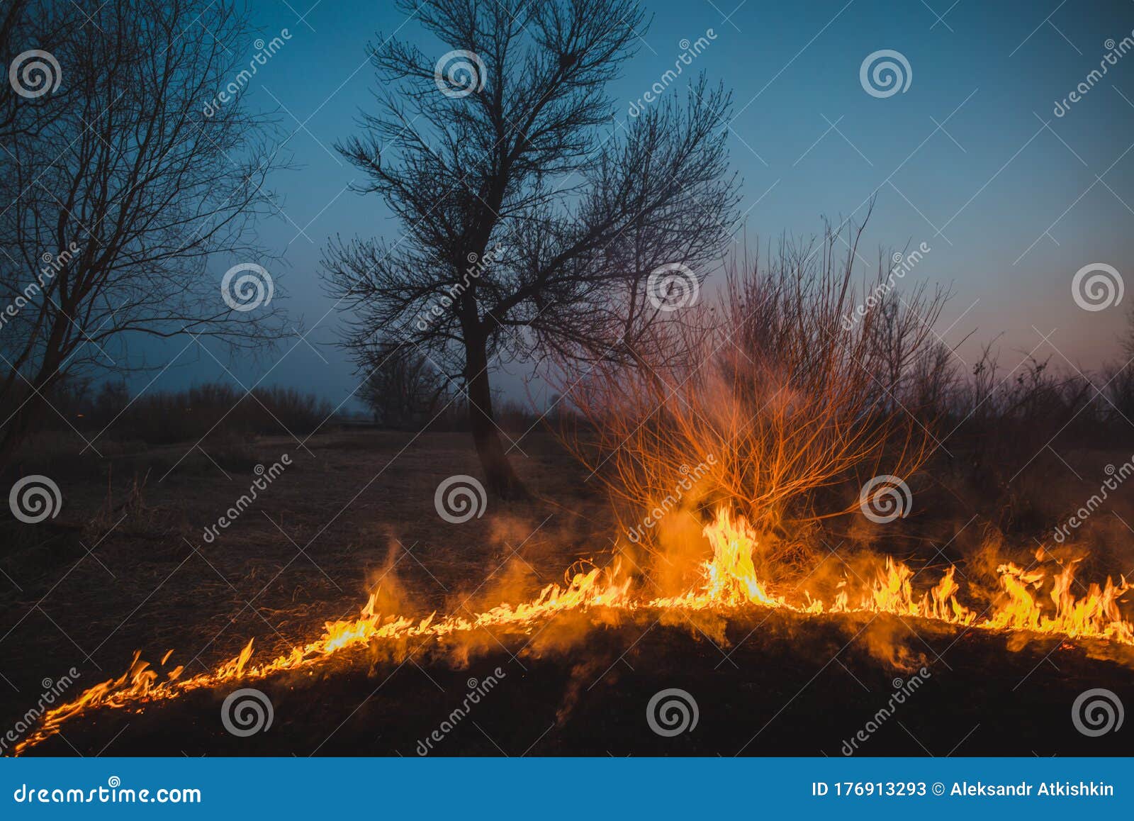 Forest Fire Ashes