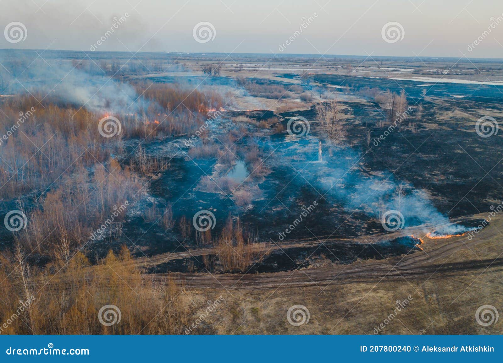 Forest fire ashes stock photo. Image of stump, meadow - 207800240