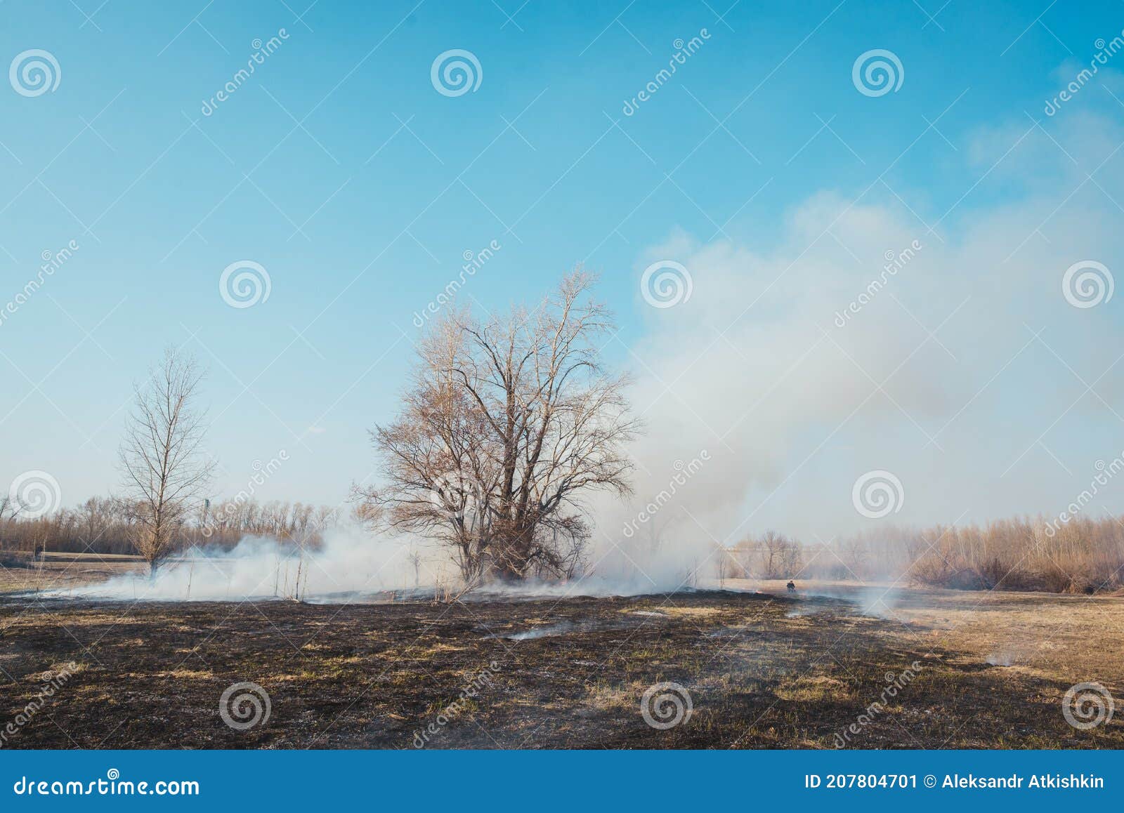 Forest fire ashes stock image. Image of burn, stump - 207804701