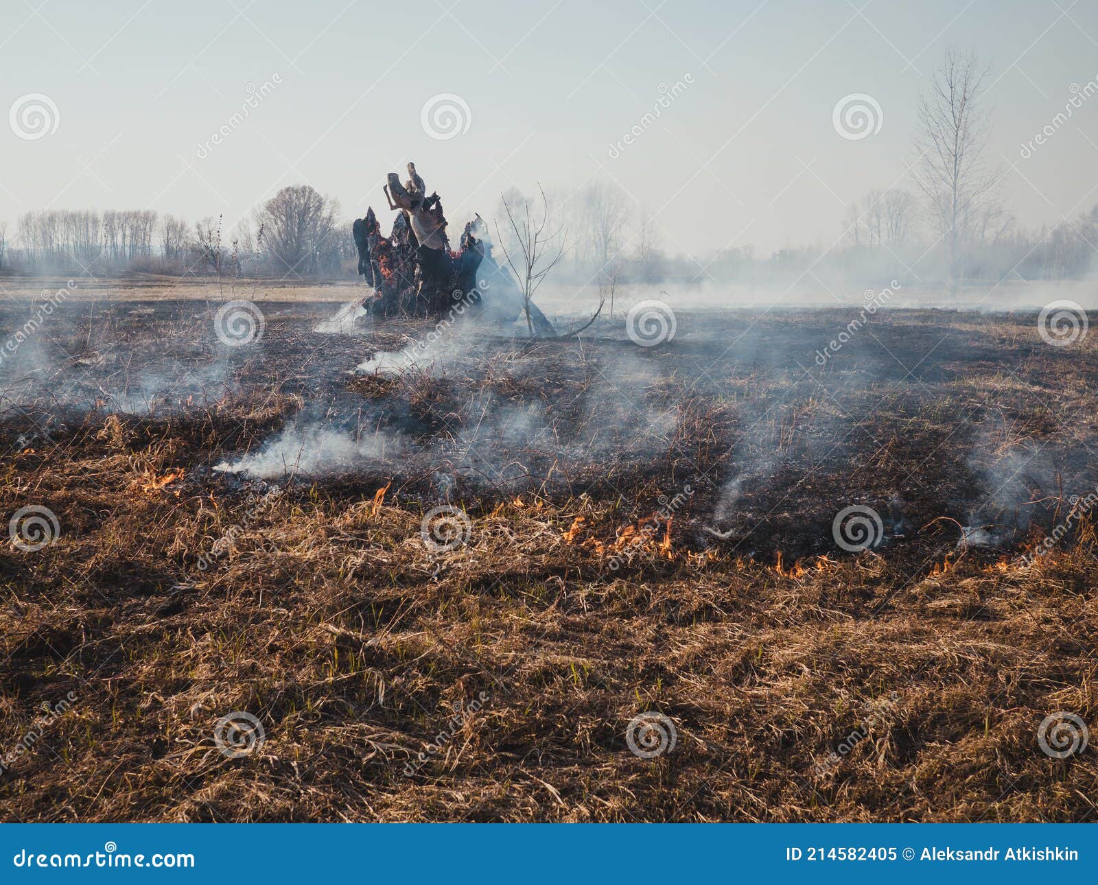 Forest fire ashes stock image. Image of destruction - 214582405