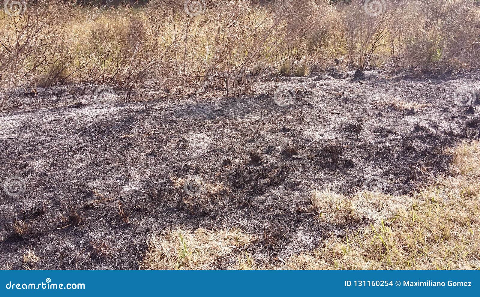 Forest Fire Ashes Burnt Pasture Stock Photo - Image of textures ...