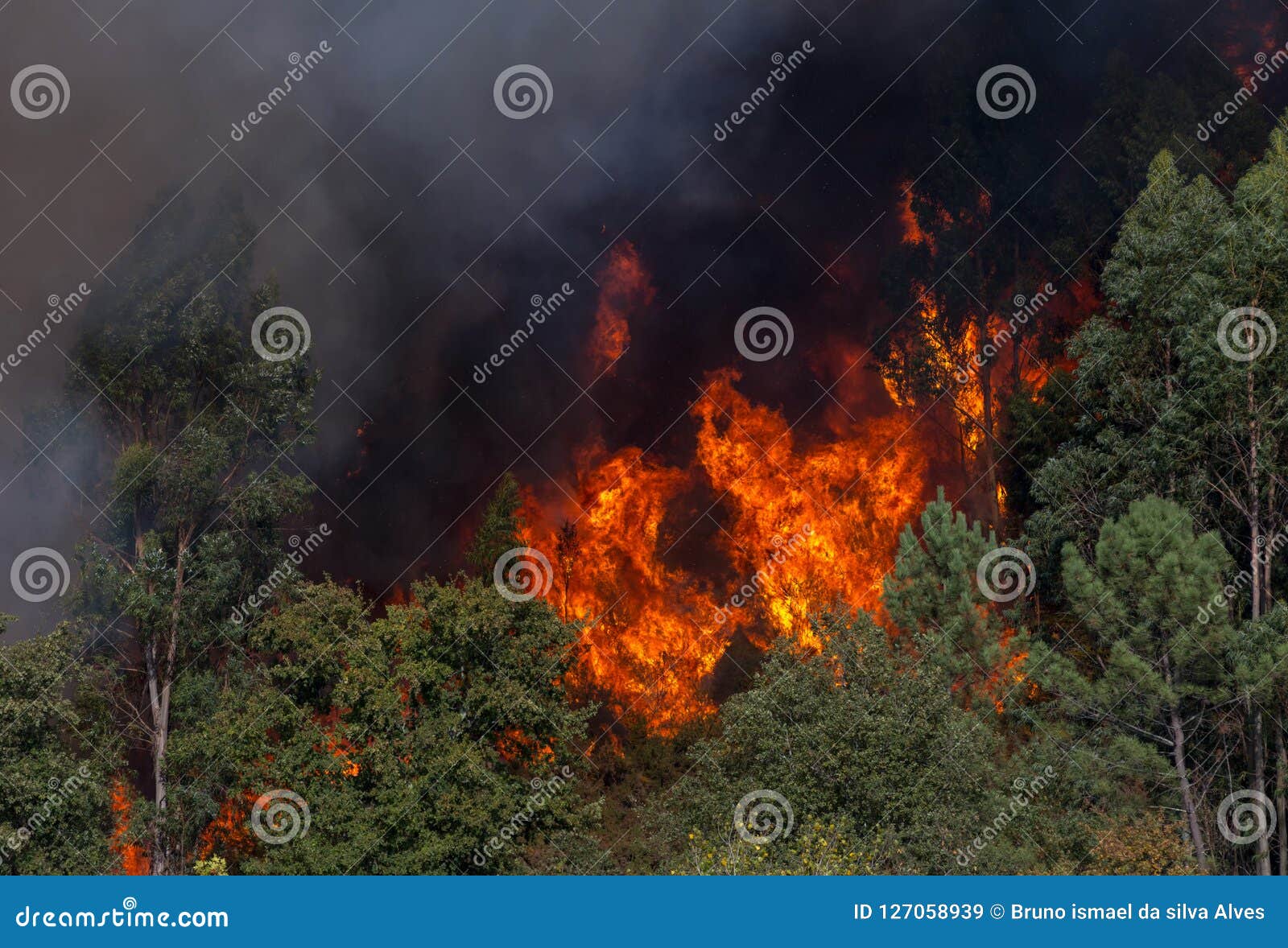 Forest Fire background. stock image. Image of background - 127058939