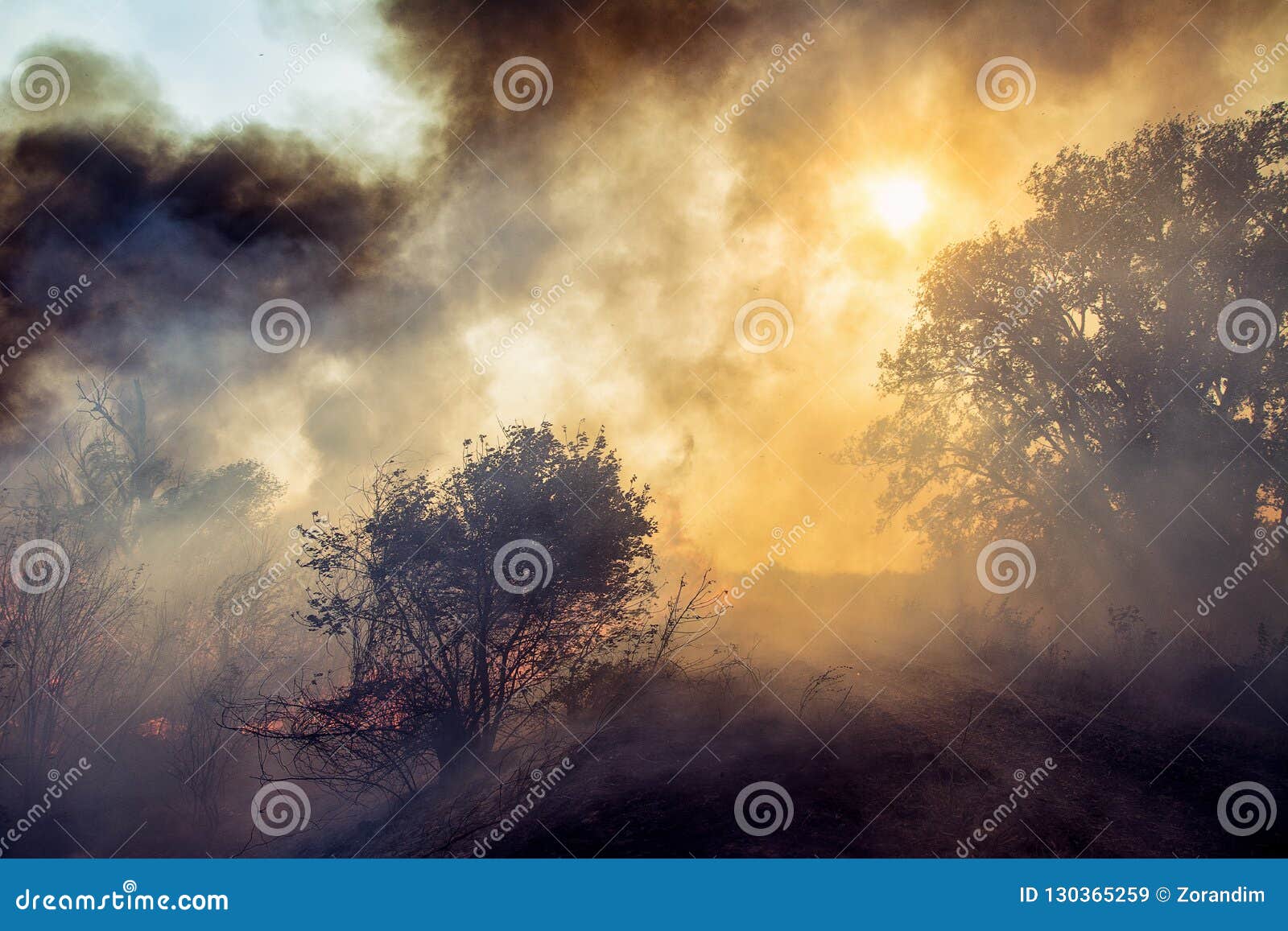 Forest Fire, Nature Disaster Stock Image - Image of disaster, smoke ...