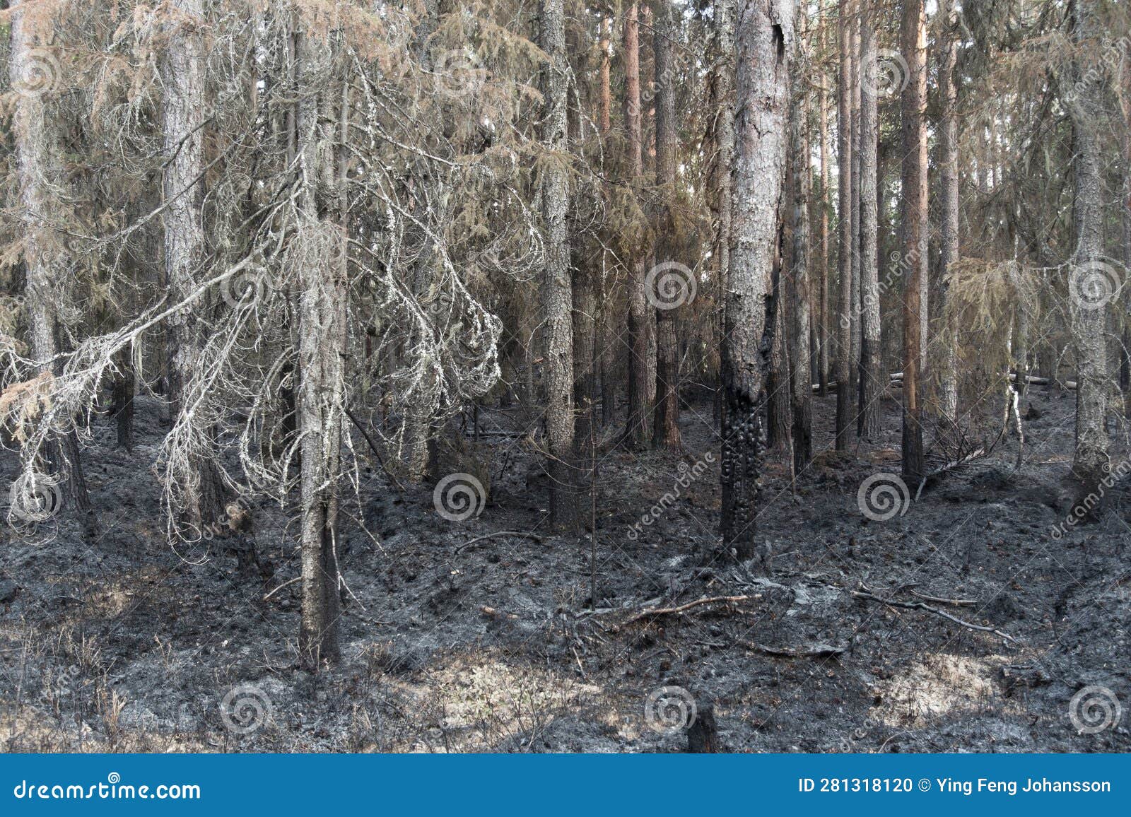 Forest Fire with Black Burnt Trees Stock Photo - Image of destruction ...