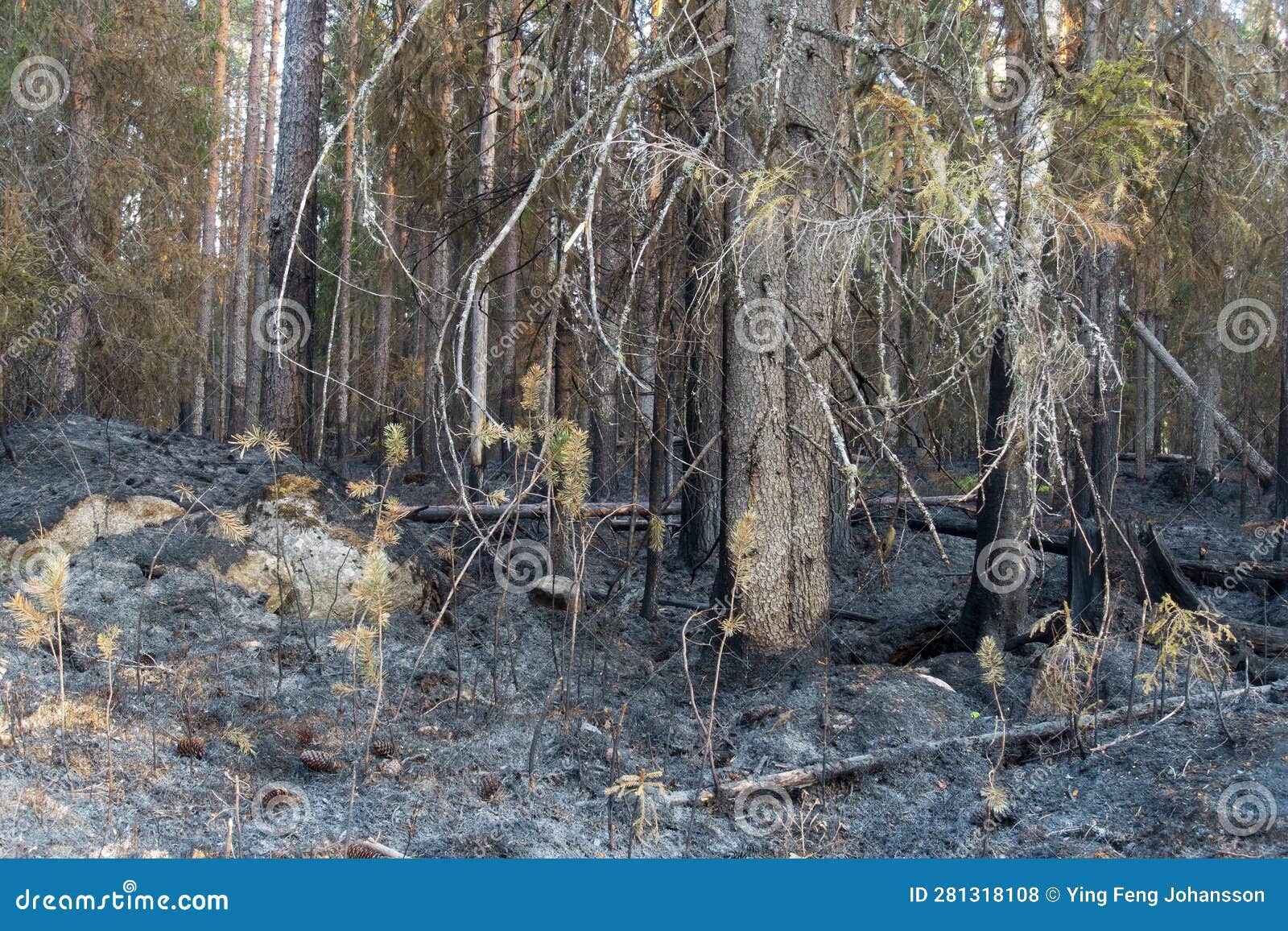 Forest Fire with Black Burnt Trees Stock Photo - Image of deforestation ...