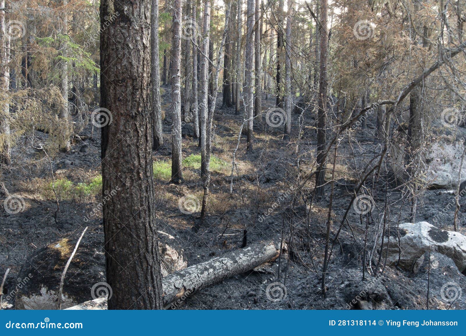 Forest Fire with Black Burnt Trees Stock Photo - Image of patches ...