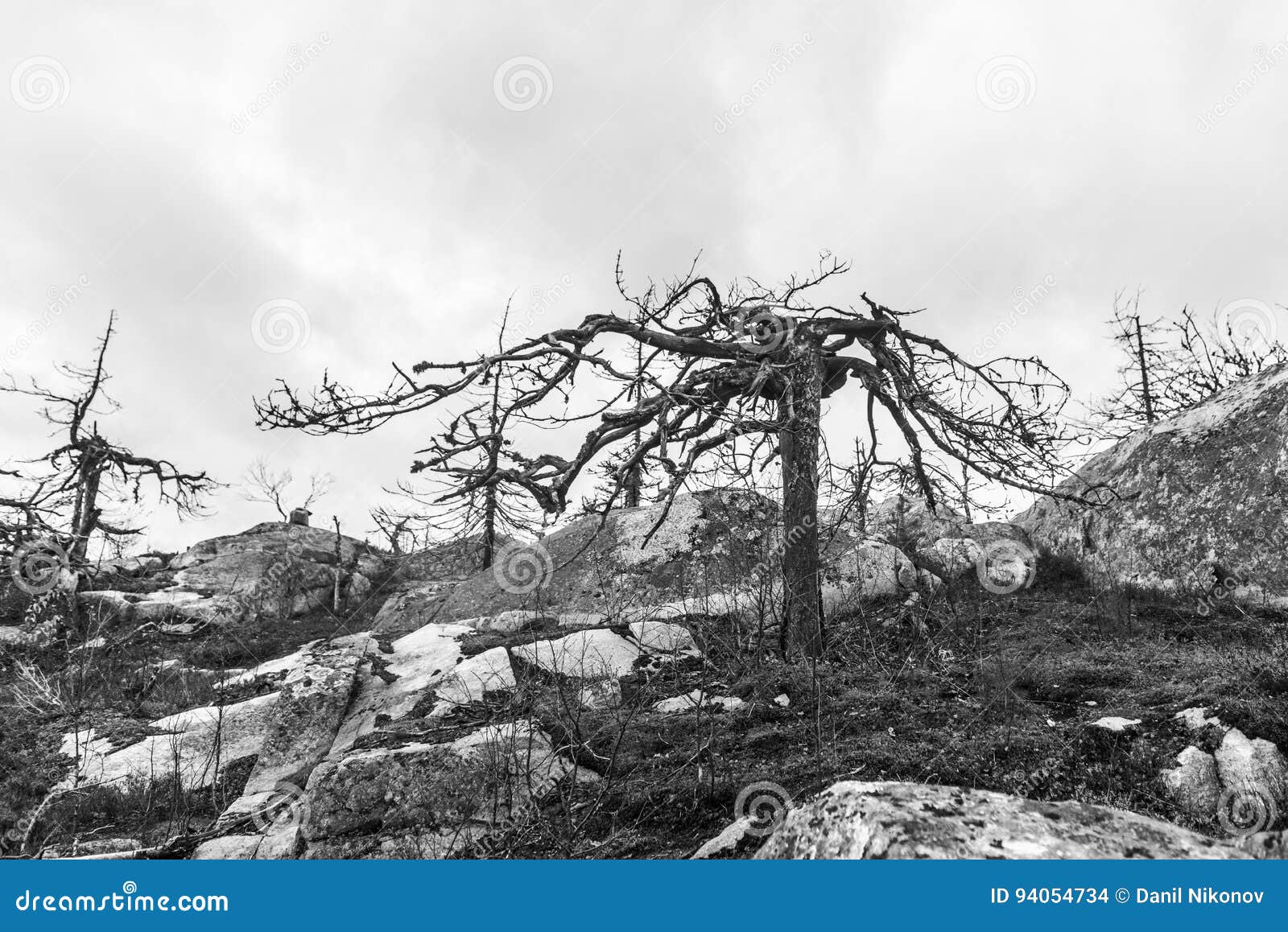 Forest Fire Black And White