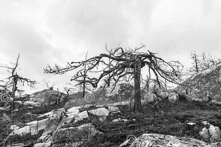 After Forest Fire. Black and White Stock Photo - Image of charred ...