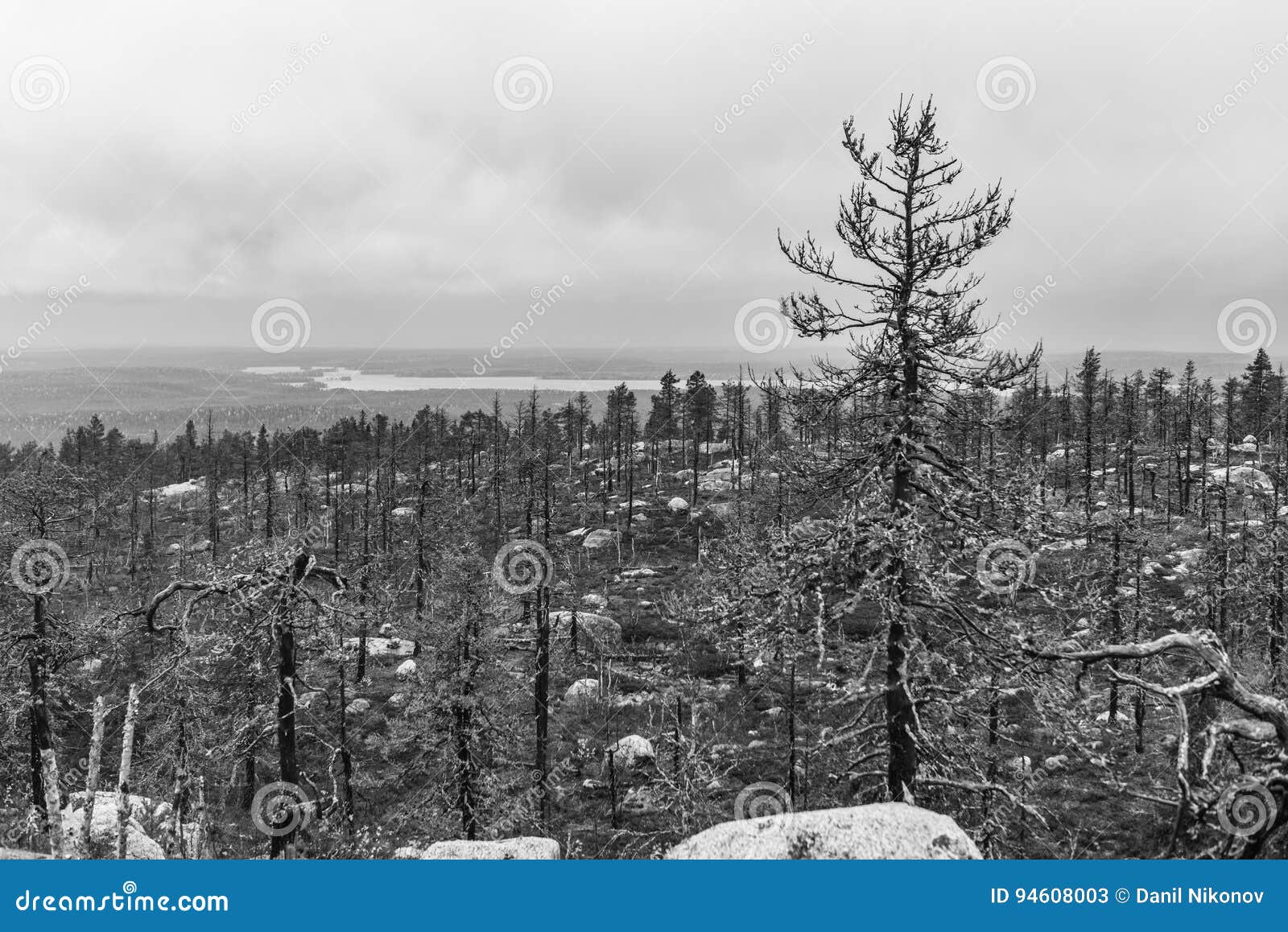 After Forest Fire. Black and White Stock Image - Image of forest ...