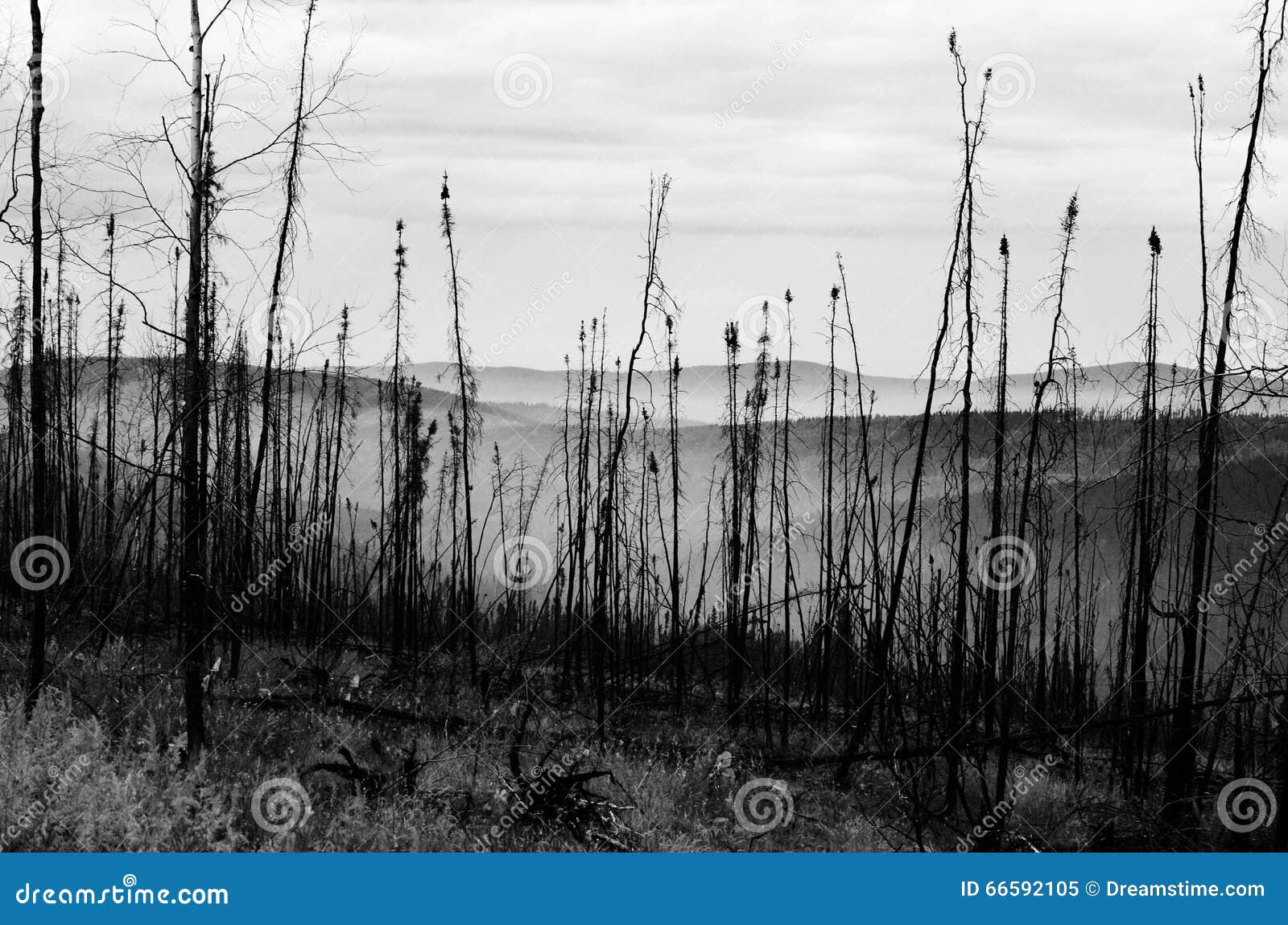 After the Forest Fire stock image. Image of mountains - 66592105