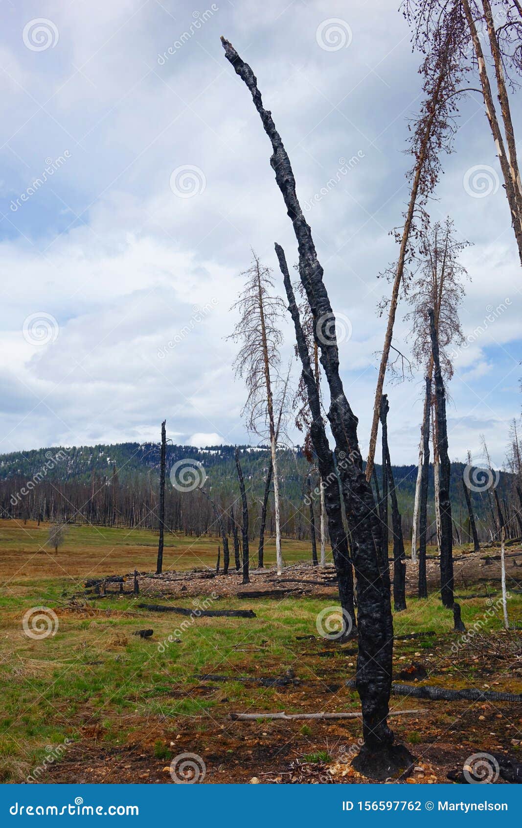 Forest Fire Burn Area - Stanley, Idaho Stock Photo - Image of ...
