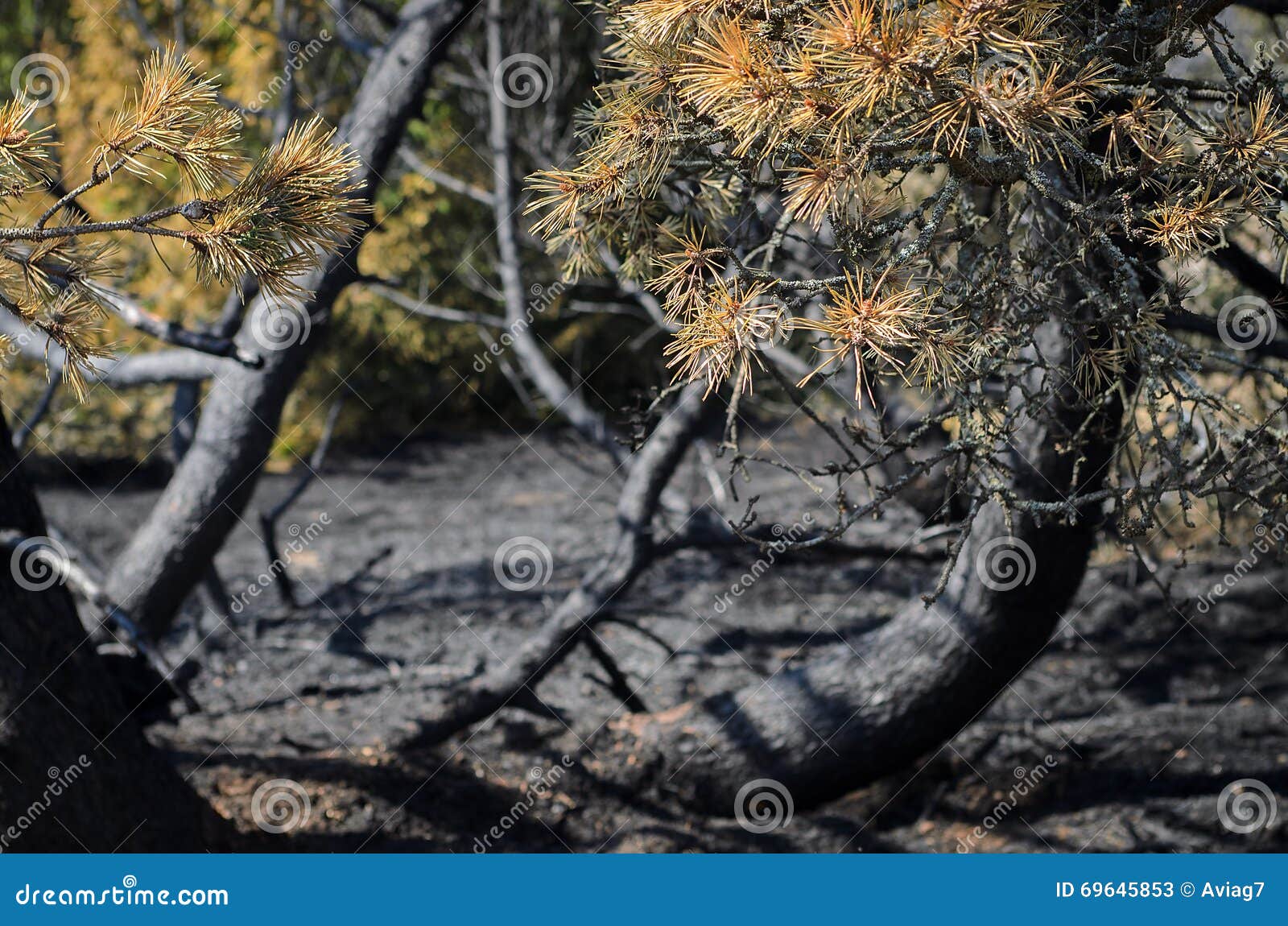 Burned Pine Trees Following A Forest Fire In Troodos, Cyprus Stock ...