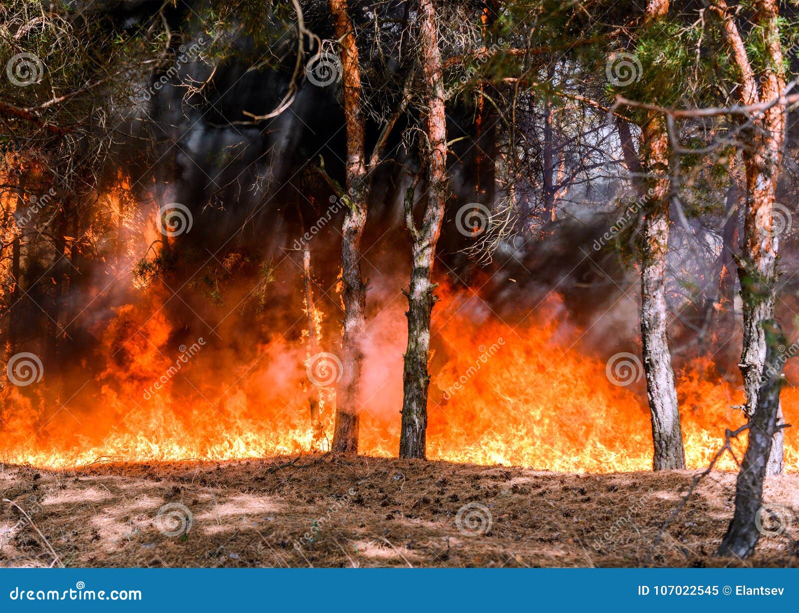 Forest Fire. Burned Trees after Forest Fires and Lots. Stock Image ...