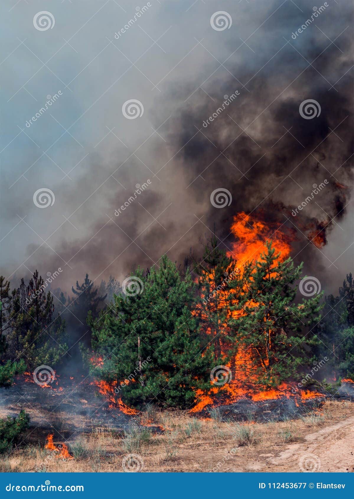 Forest Fire. Burned Trees after Forest Fires and Lots of Smoke. Stock ...