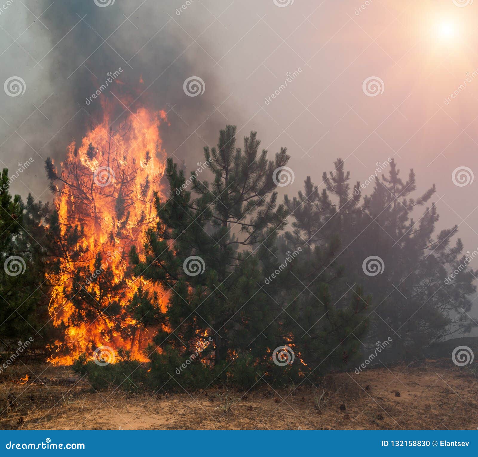 Forest Fire. Burned Trees after Forest Fires and Lots of Smoke Stock ...