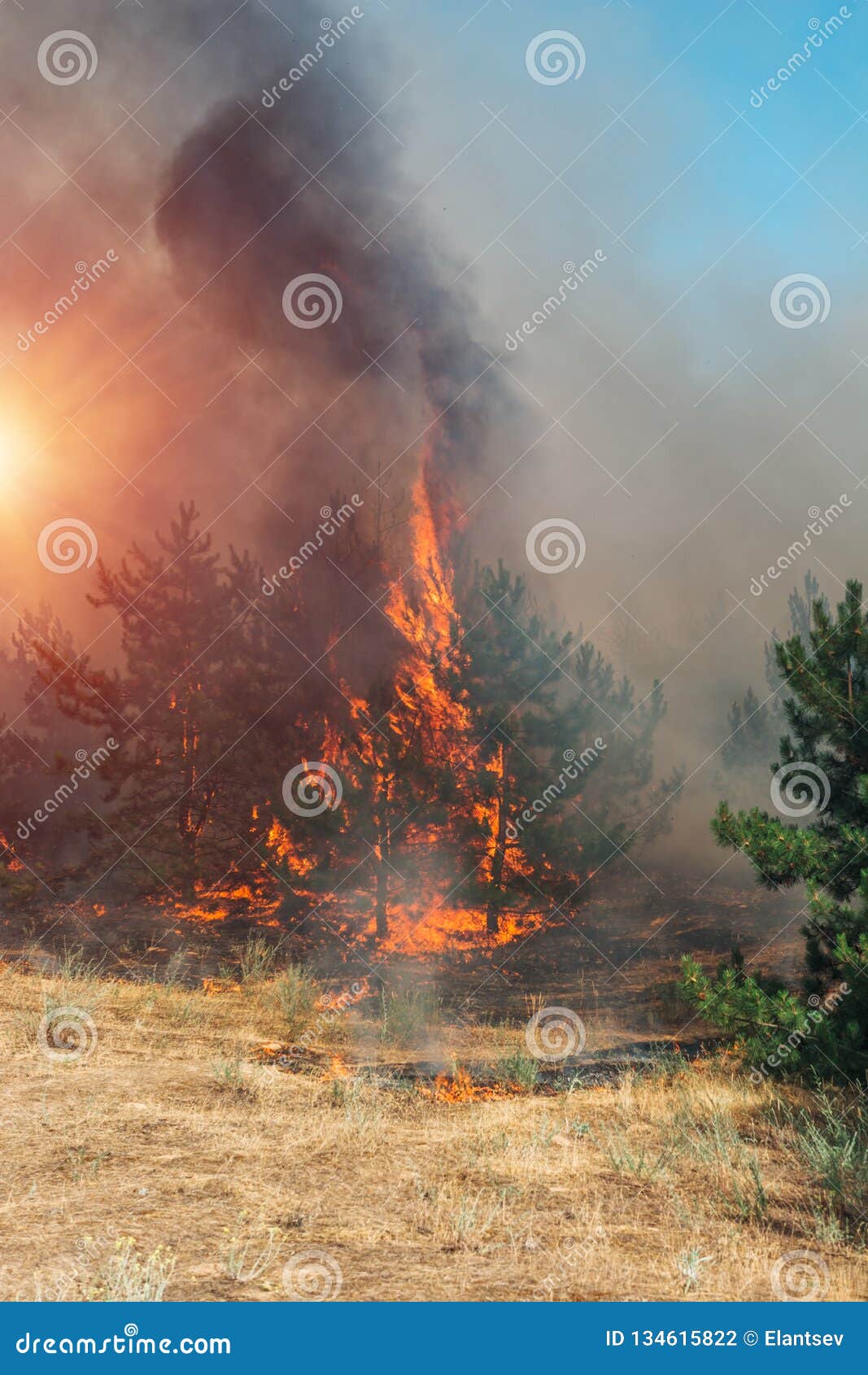 Forest Fire. Burned Trees after Forest Fires and Lots of Smoke Stock ...