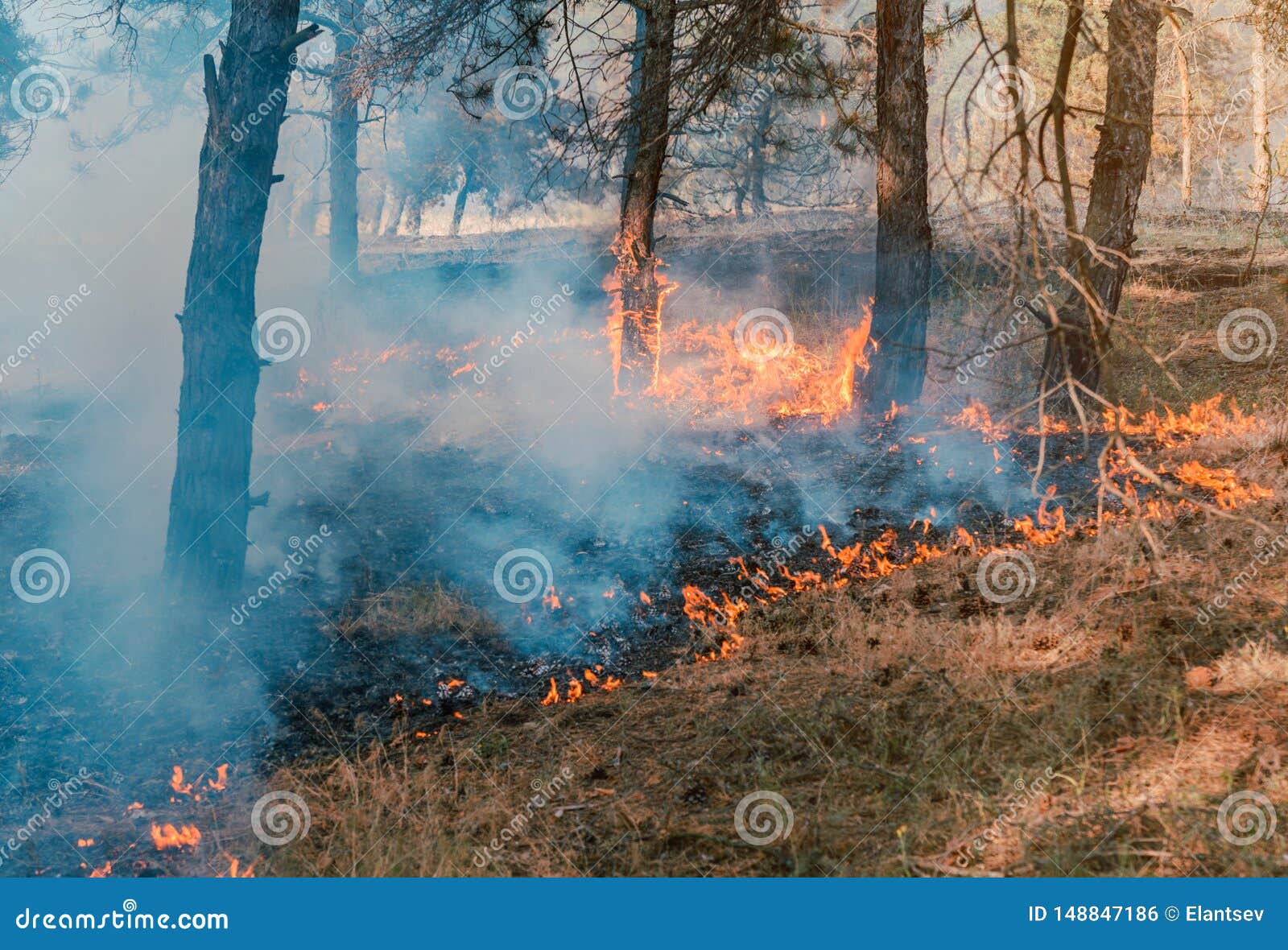 Forest Fire. Burned Trees after Forest Fires and Lots of Smoke Stock ...