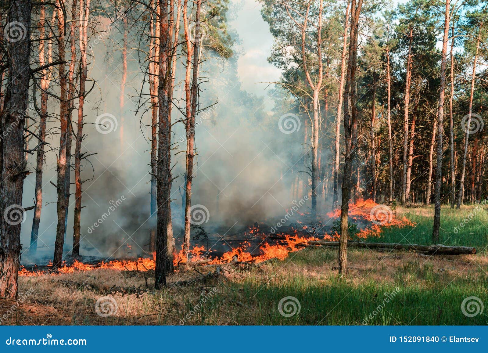 Forest Fire. Burned Trees after Forest Fires and Lots of Smoke Stock ...