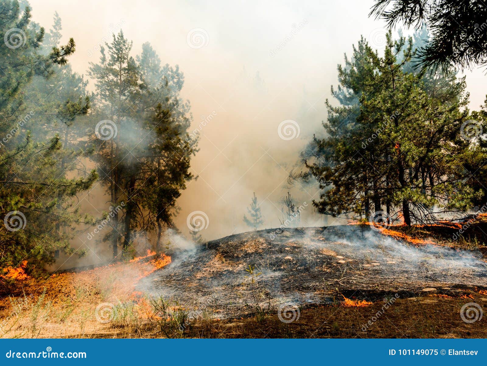 Forest Fire. Burned Trees after Wildfire, Pollution and a Lot of Smoke ...