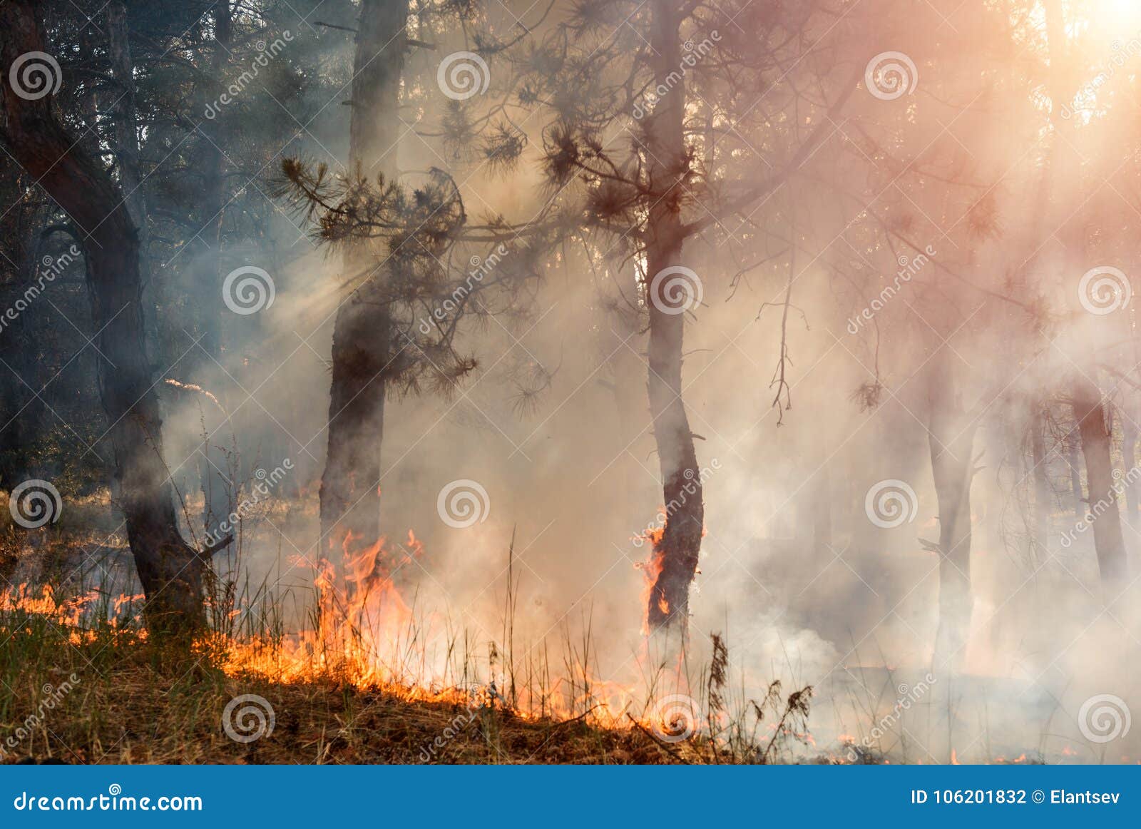 Forest Fire. Burned Trees after Wildfire, Pollution and a Lot of Smoke ...