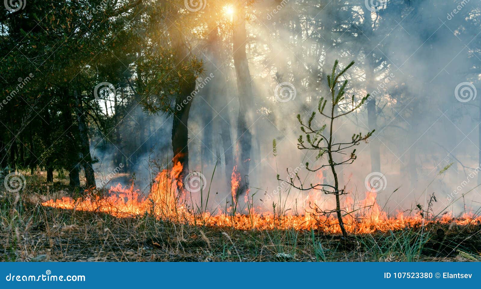 Forest Fire. Burned Trees after Wildfire, Pollution and a Lot of Smoke ...