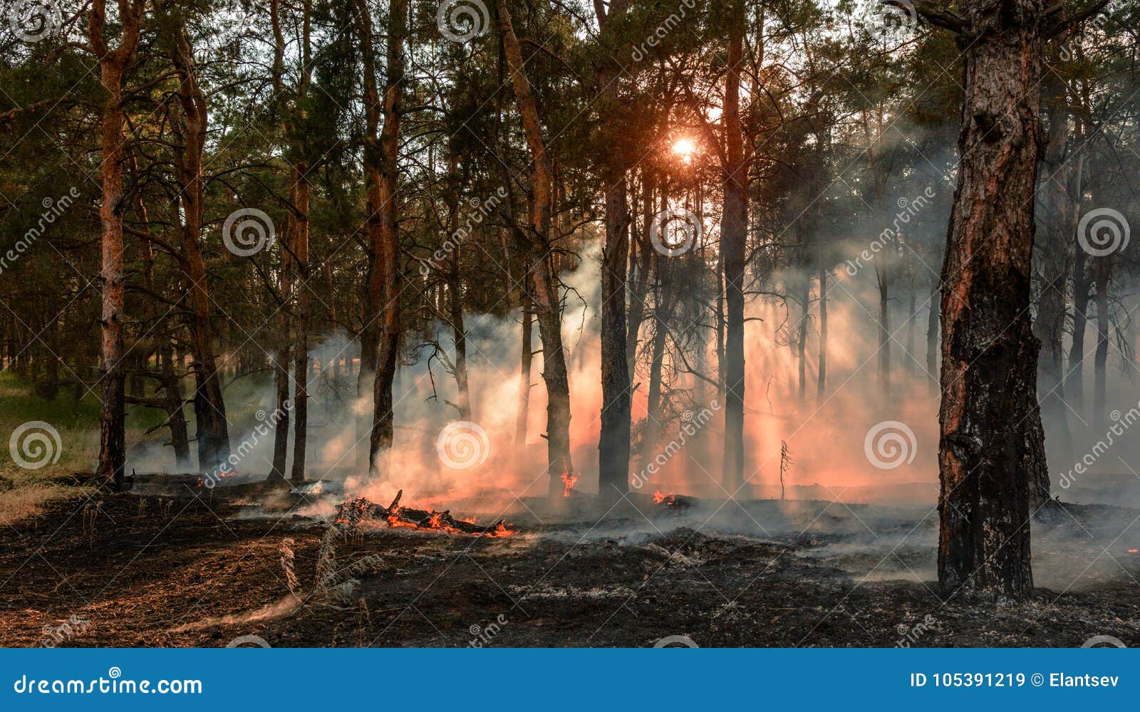 Forest Fire. Burned Trees after Wildfire Stock Image - Image of ...