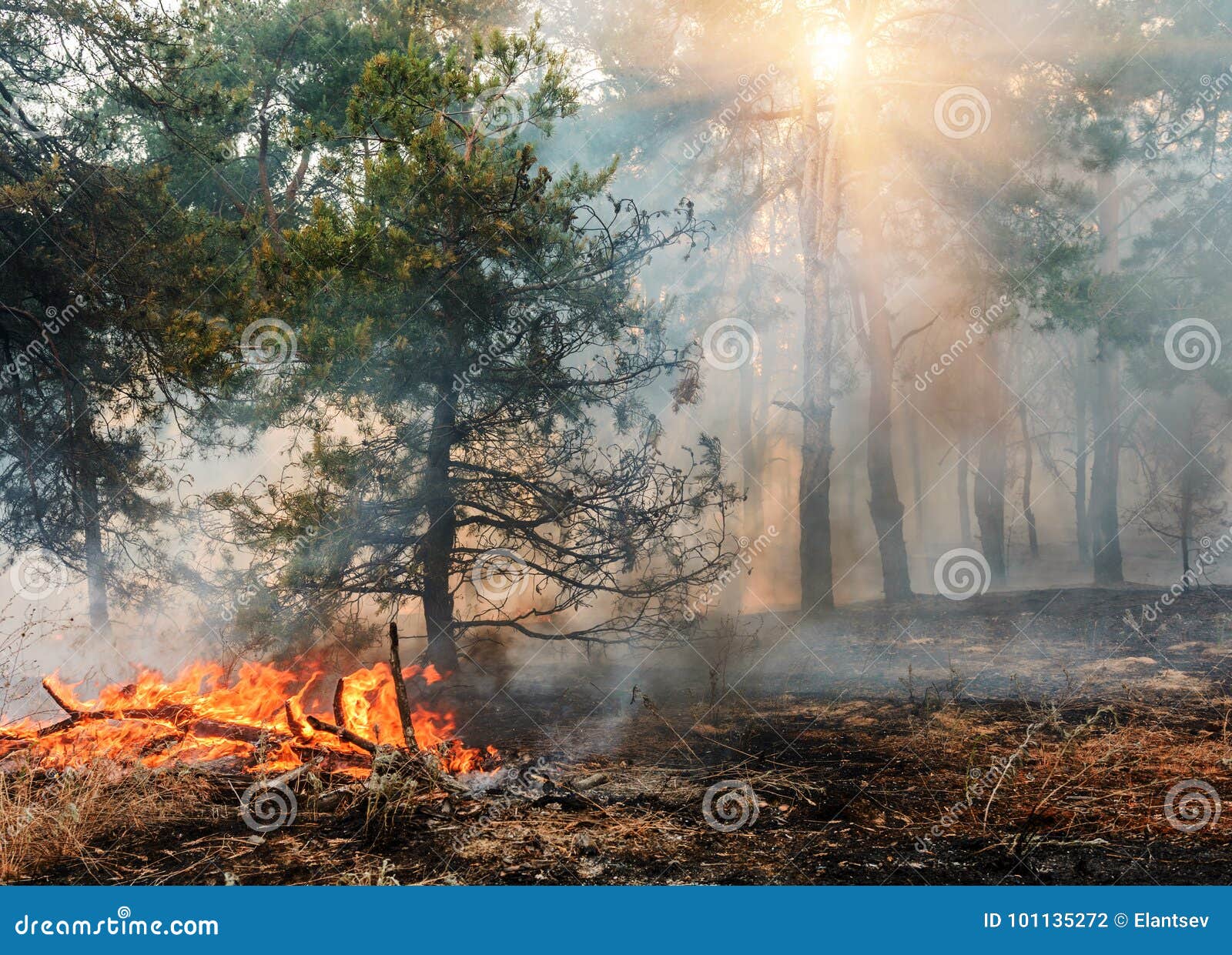 Forest Fire. Burned Trees after Wildfire, Pollution and a Lot of Smoke ...