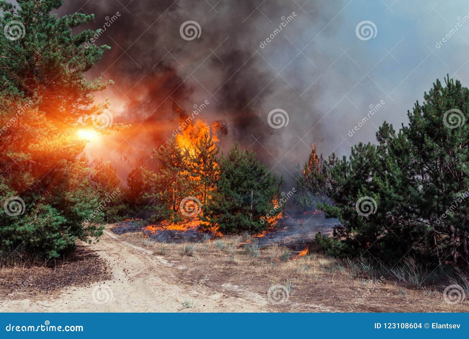 Forest Fire. Burned Trees after Wildfire, Pollution and a Lot of Smoke ...