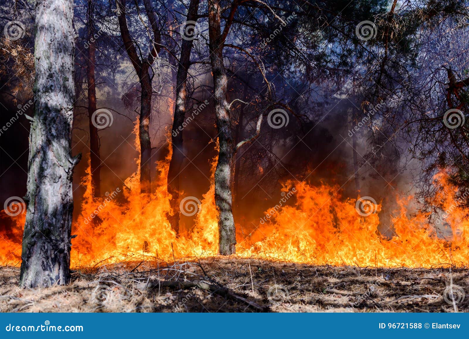 Forest Fire. Burned Trees after Wildfire, Pollution and a Lot of Smoke ...