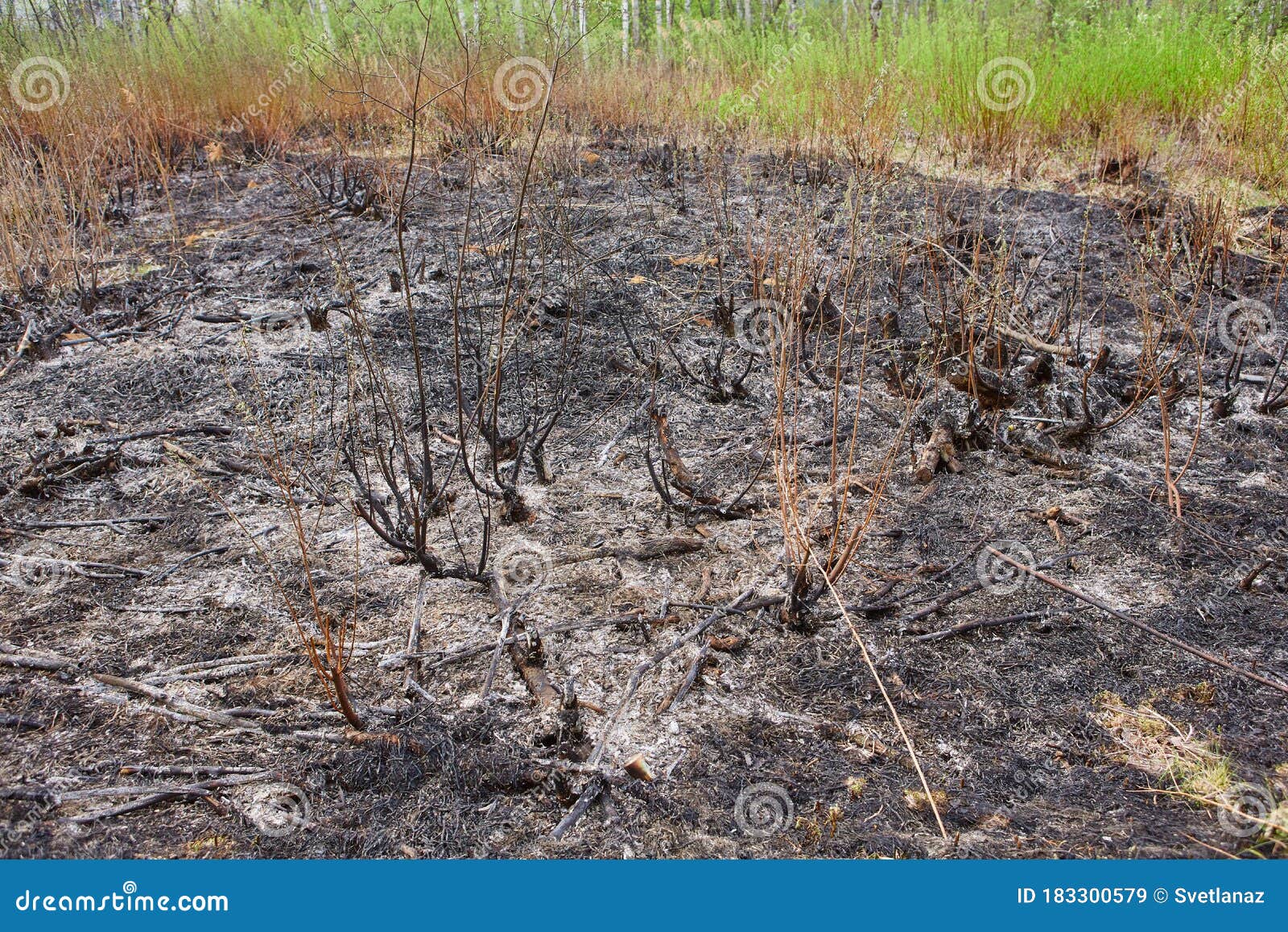 The Forest Fire Burned Vegetation. only Ash and Ashes Remained. Stock ...