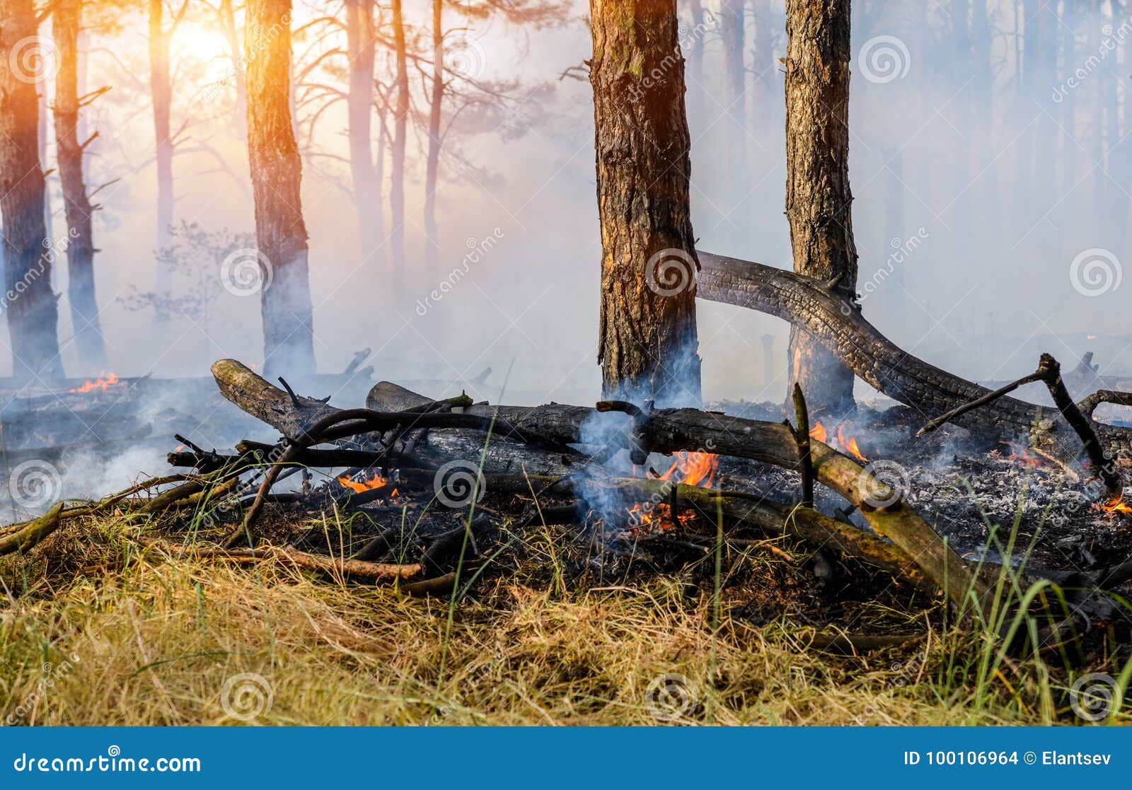 Forest Fire Burning foto de archivo. Imagen de resplandor - 100106964