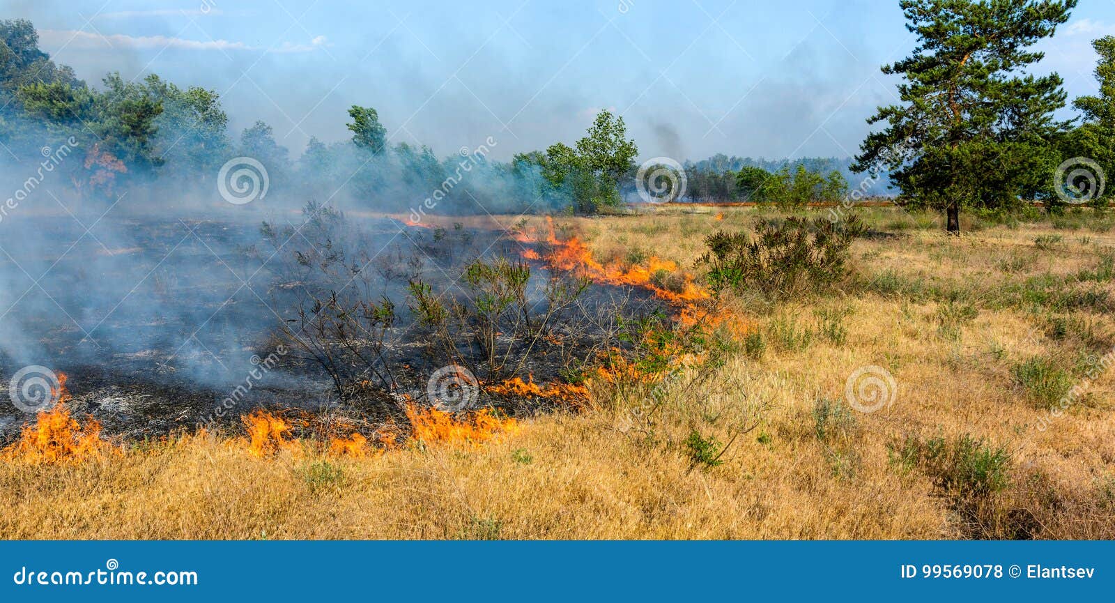 Forest Fire Burning foto de archivo. Imagen de pino, seco - 99569078