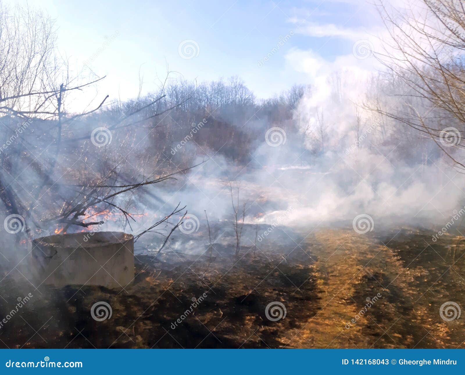 Forest Fire Burning Dry Grass and Smoky Stock Image - Image of tree ...