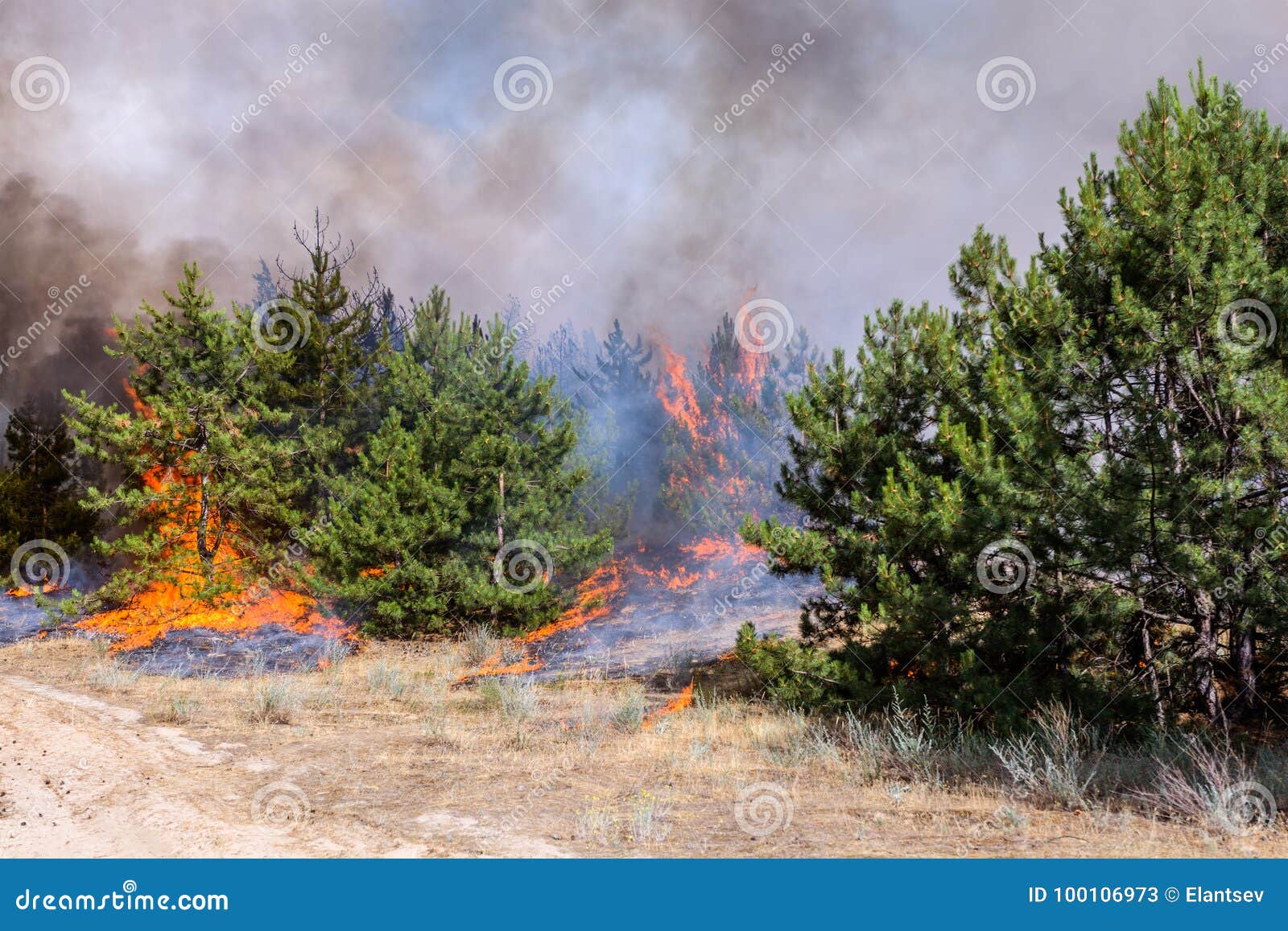 Forest fire burning stock image. Image of emissions - 100106973