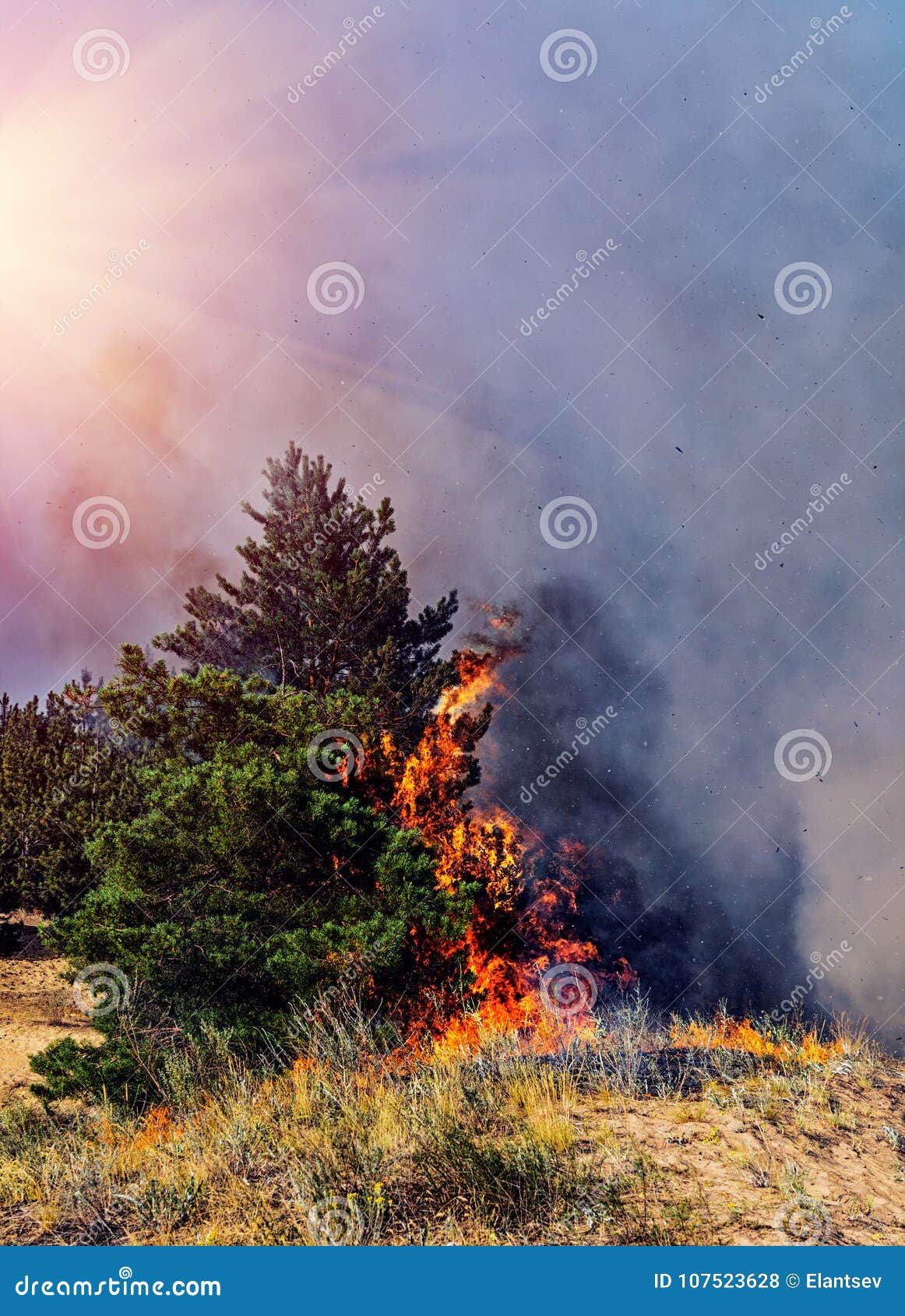 Forest Fire, Burning Grass and Small Trees. Stock Photo - Image of ...