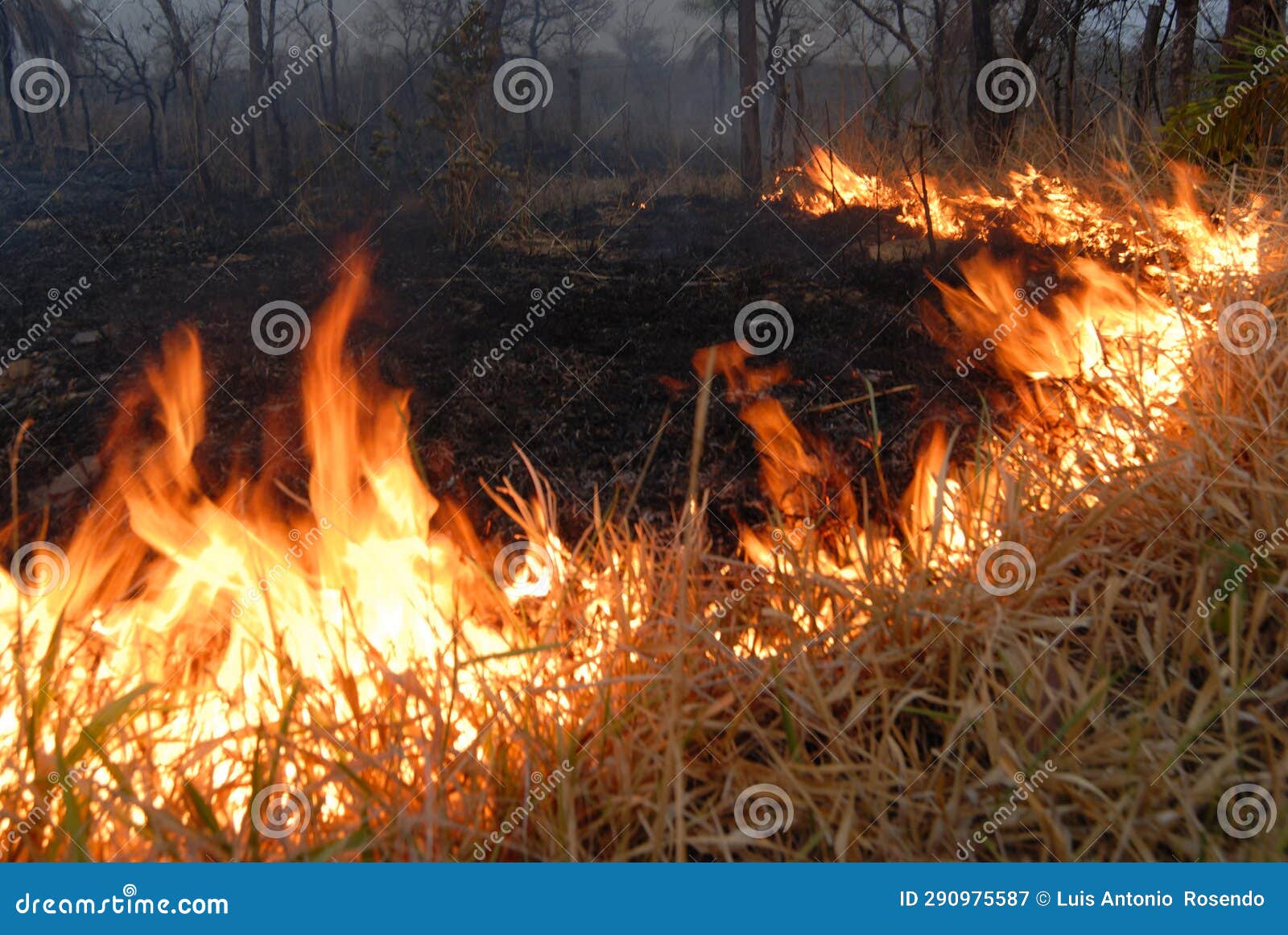 Forest Fire, Burning of Grass and Small Trees Stock Image - Image of ...