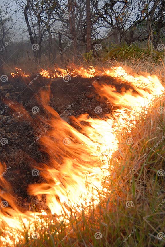 Forest Fire, Burning of Grass and Small Trees Stock Photo - Image of ...
