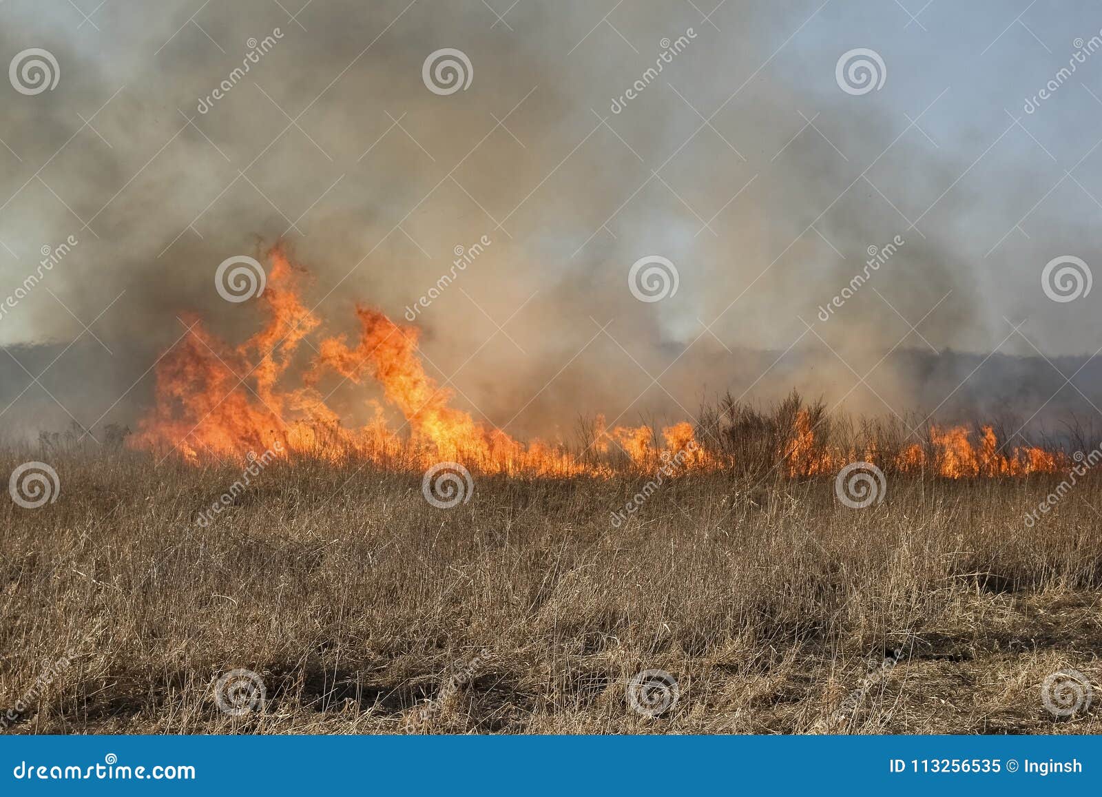 Forest Fire, Burning Grass and Small Trees Stock Image - Image of ...