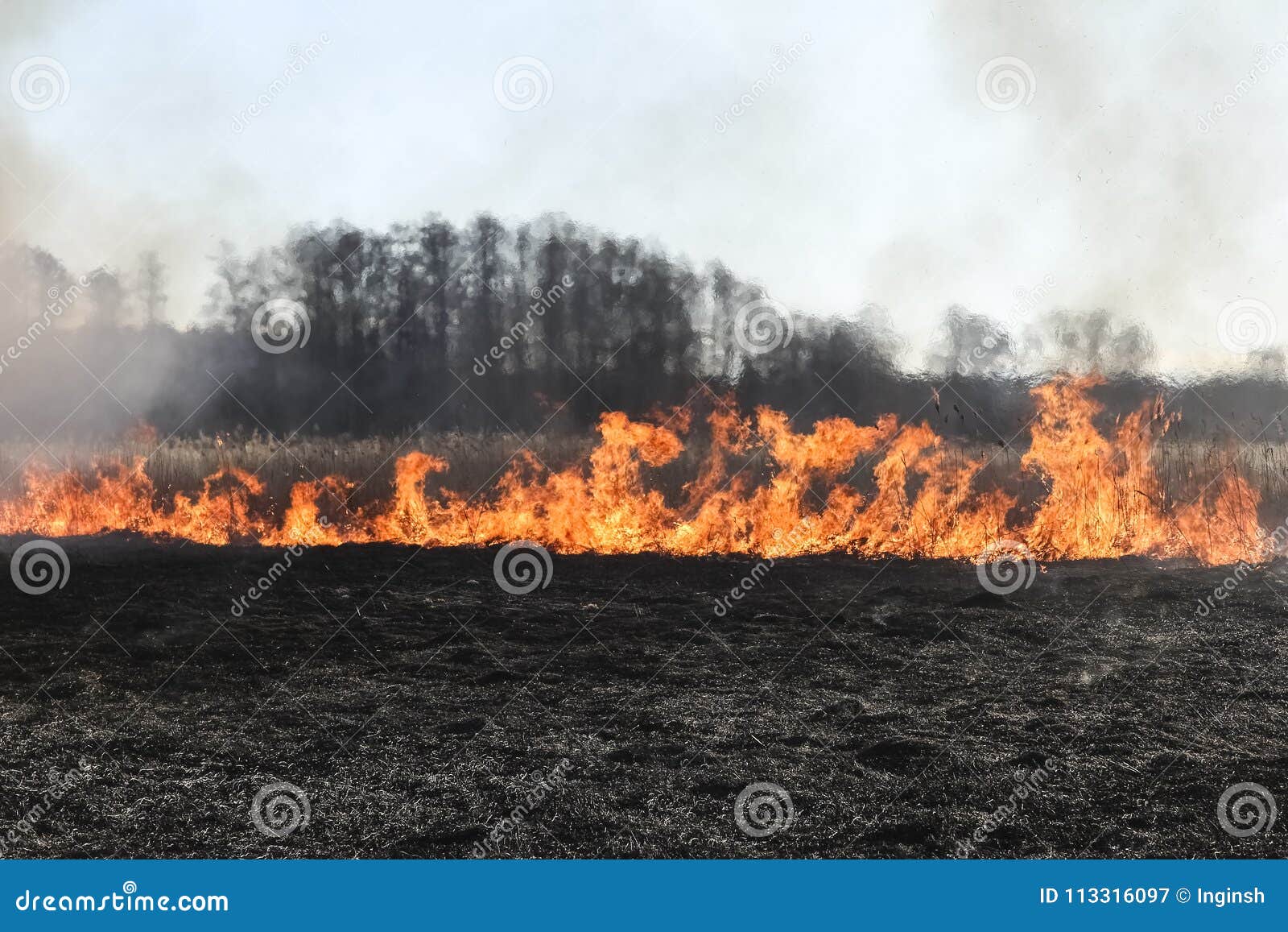 Forest Fire, Burning Grass and Small Trees Stock Image - Image of ...