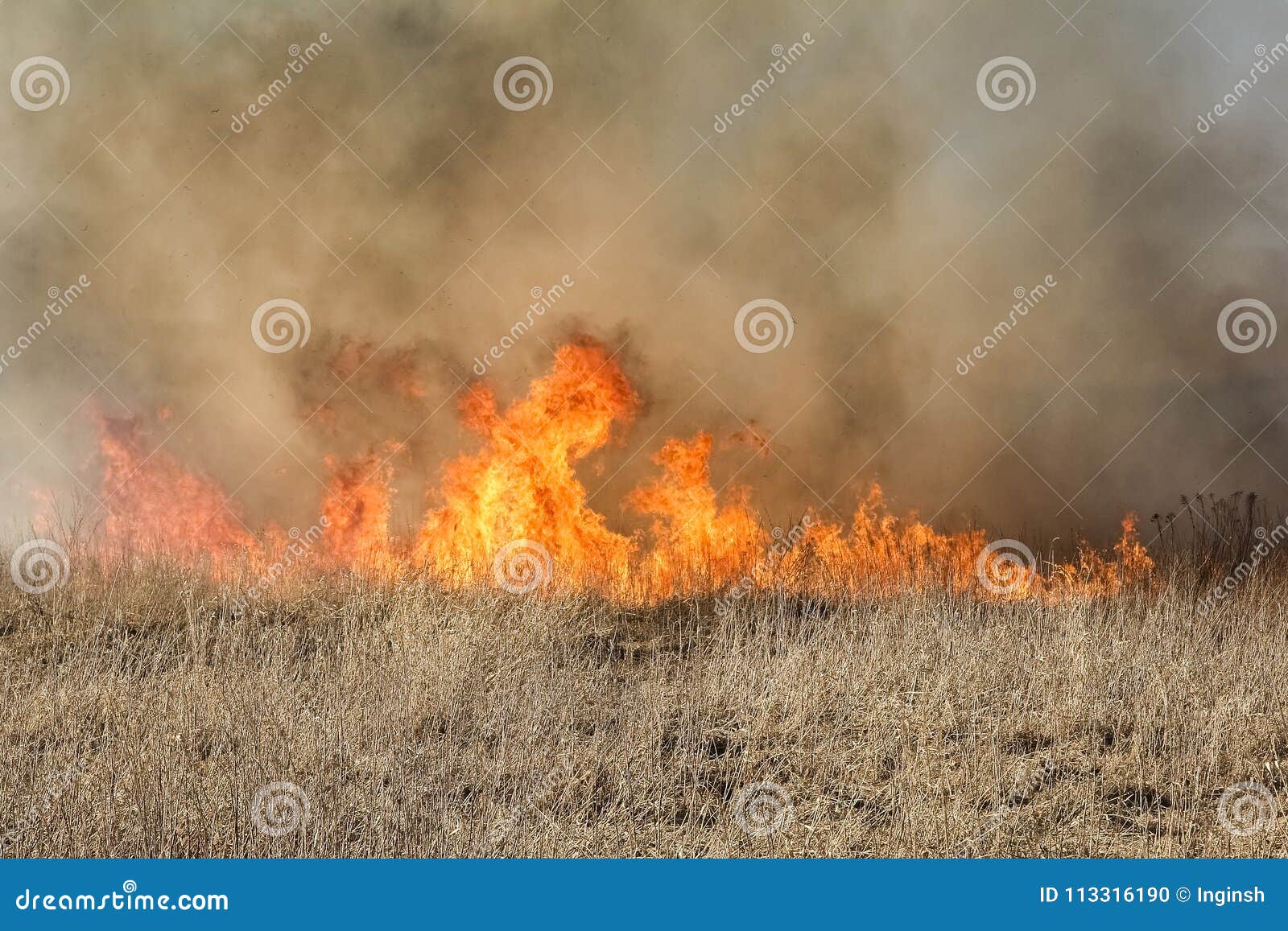 Forest Fire, Burning Grass and Small Trees Stock Photo - Image of ...