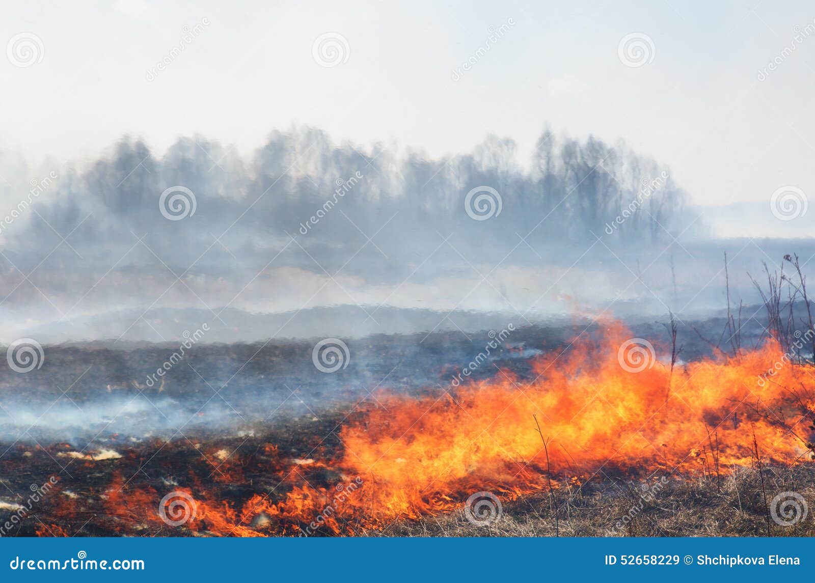 Forest fire stock image. Image of disaster, environment - 52658229